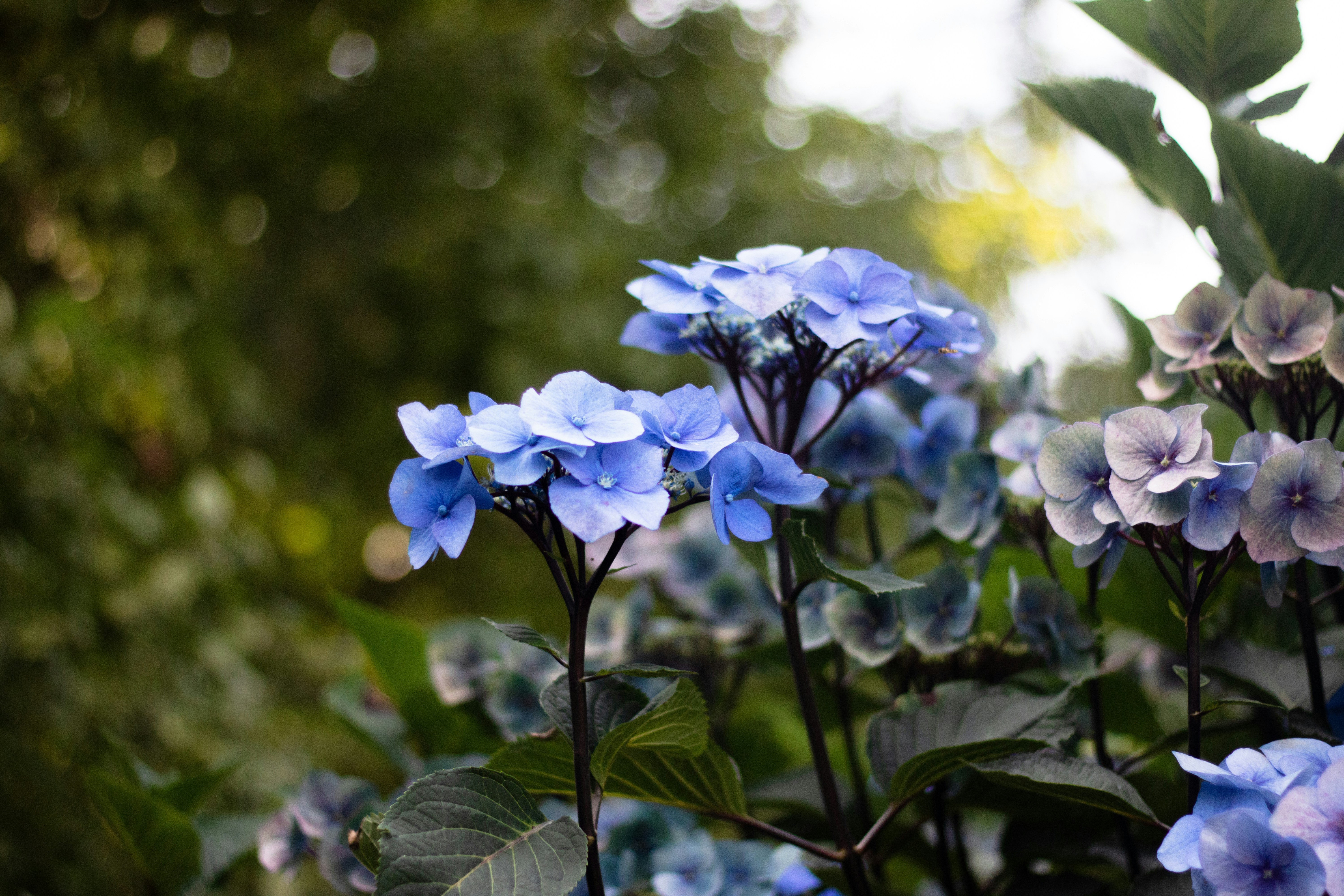 Blue Hydrangea Cluster in Quiet Garden Spotlight