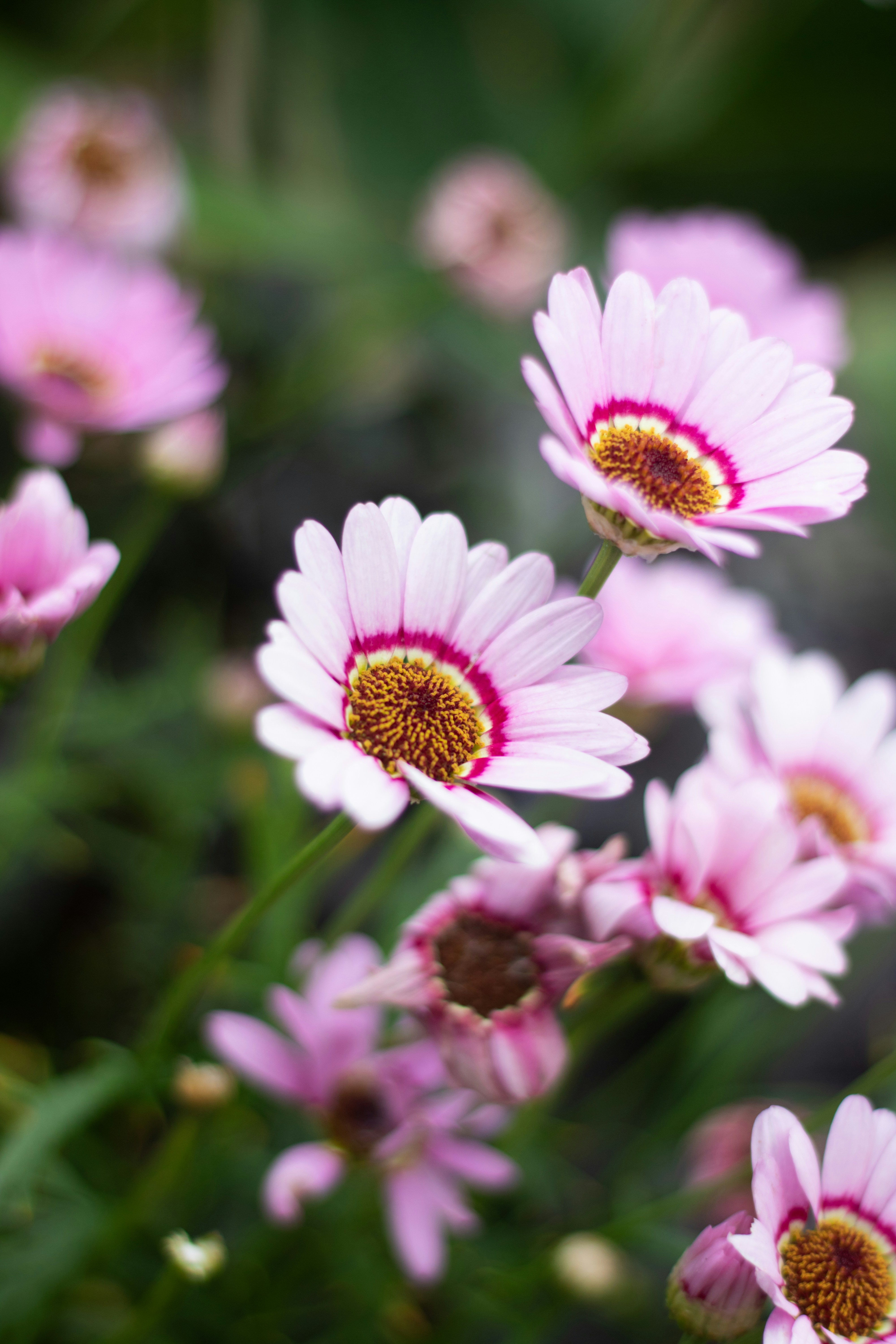  Pink daisies in bloom: close-up garden study