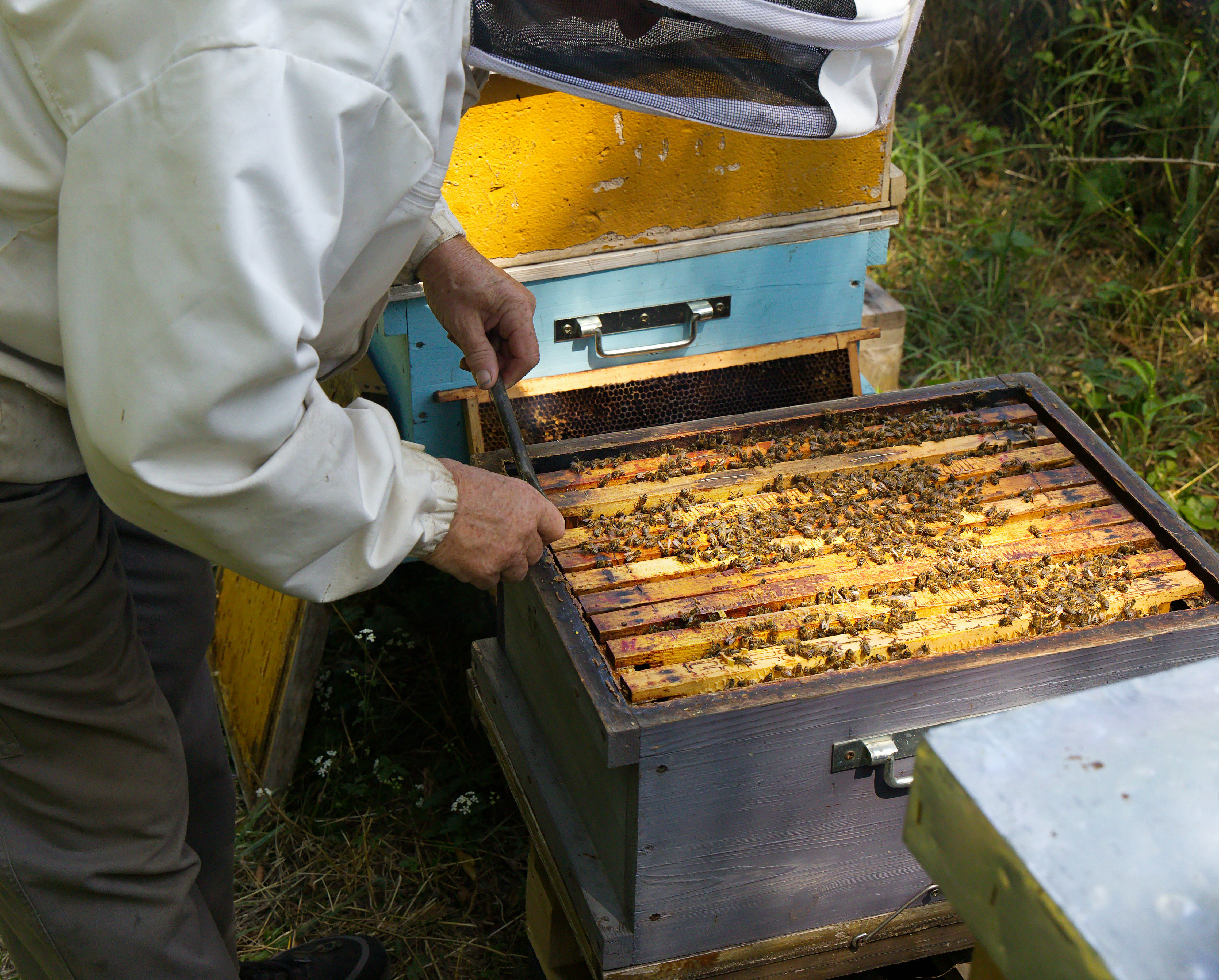 Beekeeper at the Hive: Hands Working the Frame
