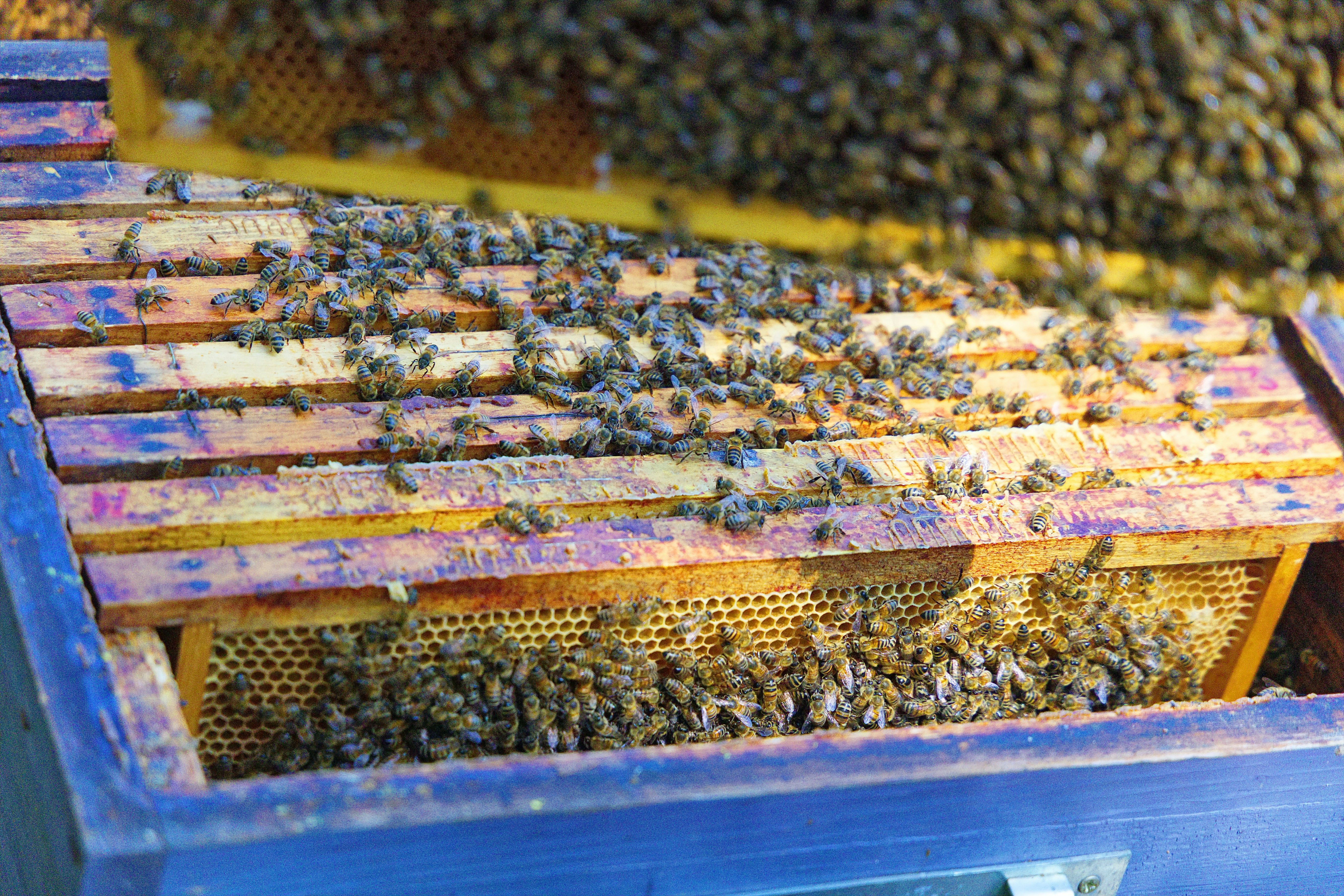 Bees at the Velvet Hive: A Blue-Framed Apiary Shelf