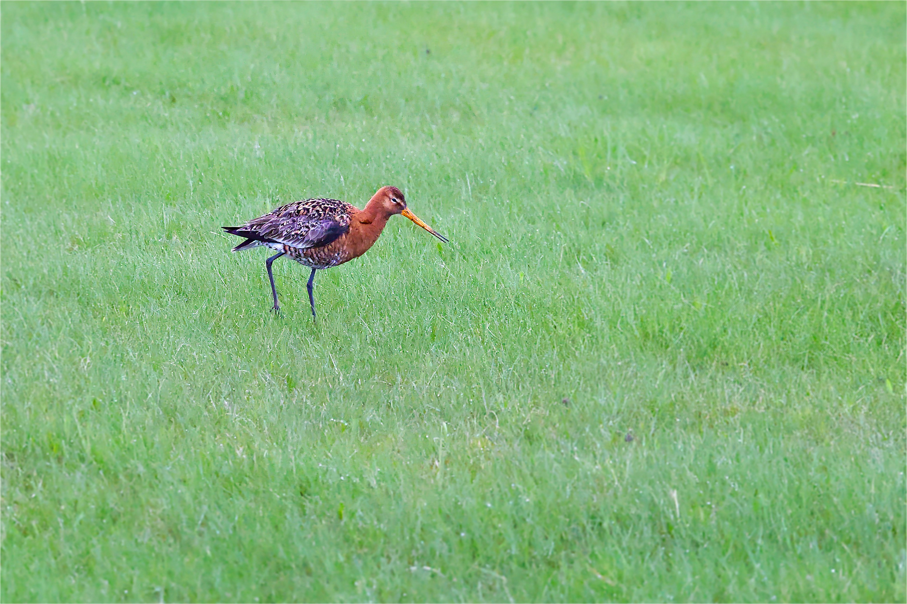 Crimson Legged Sandpiper on a Verdant Field