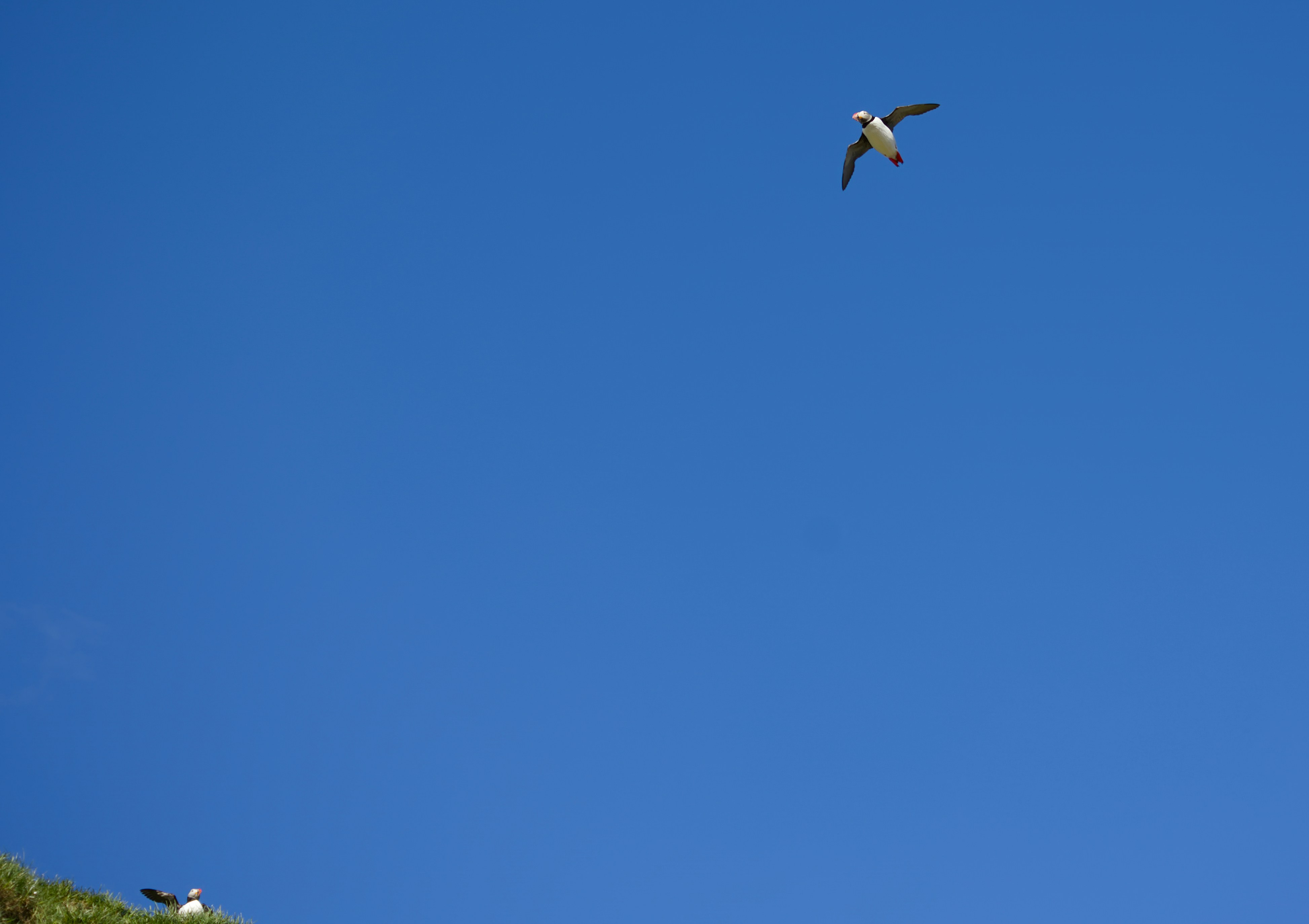 High-Blue Sky, Lone Seabird in Flight
