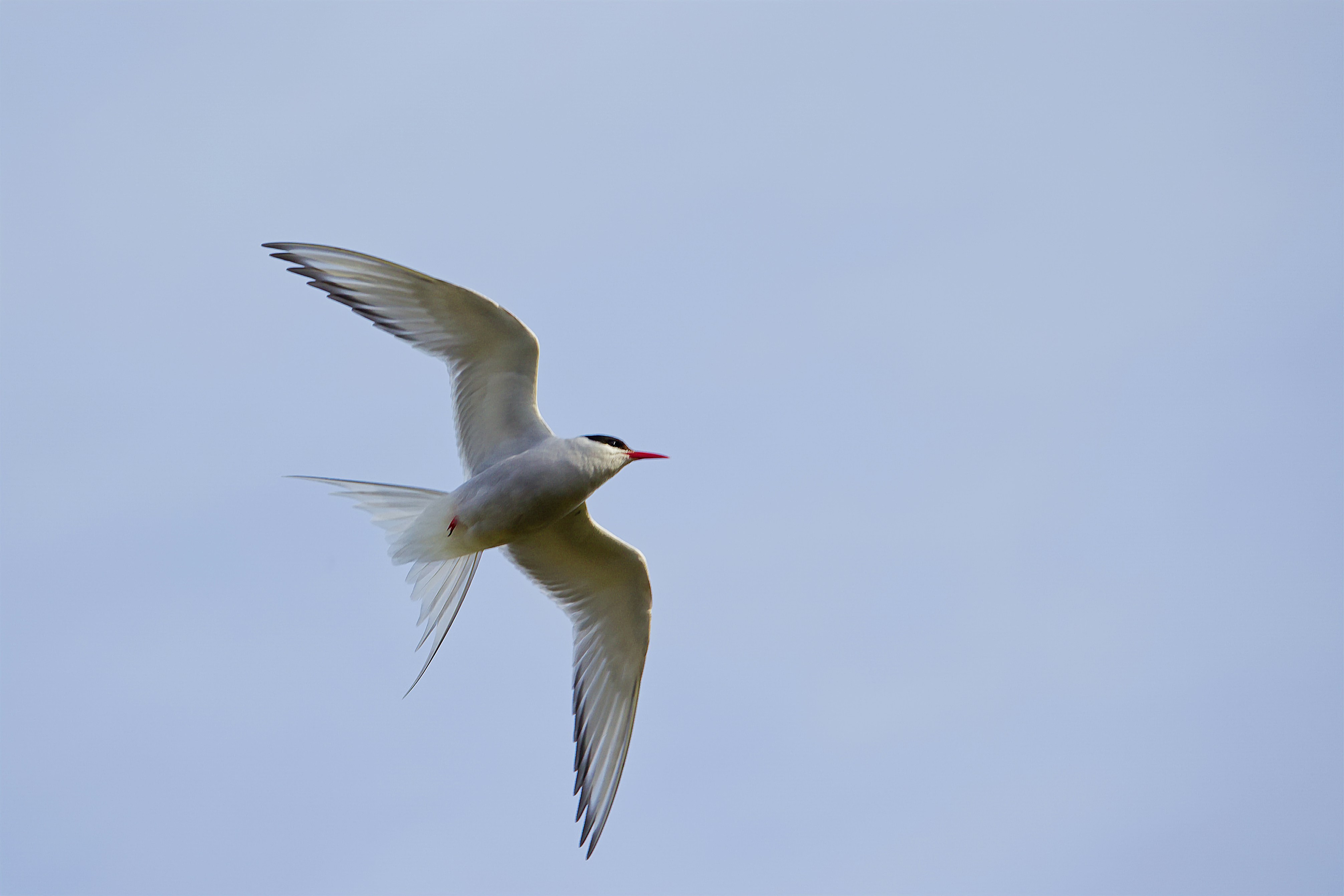 Red-beaked Tern in a Pale Sky