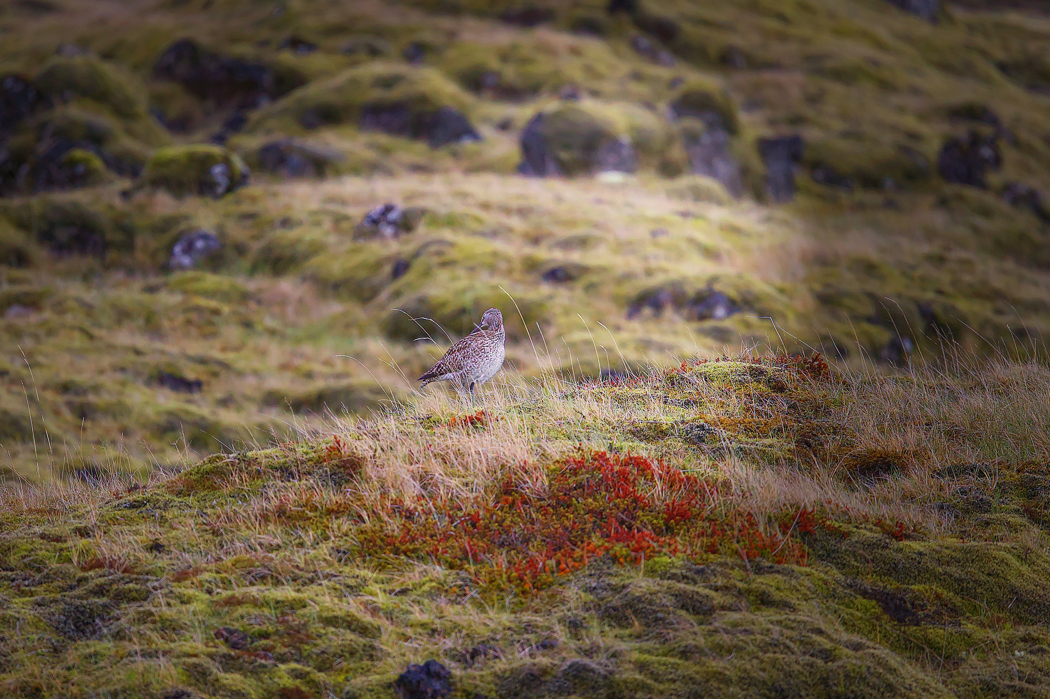 Alpine Bird Amid Moss and Heather