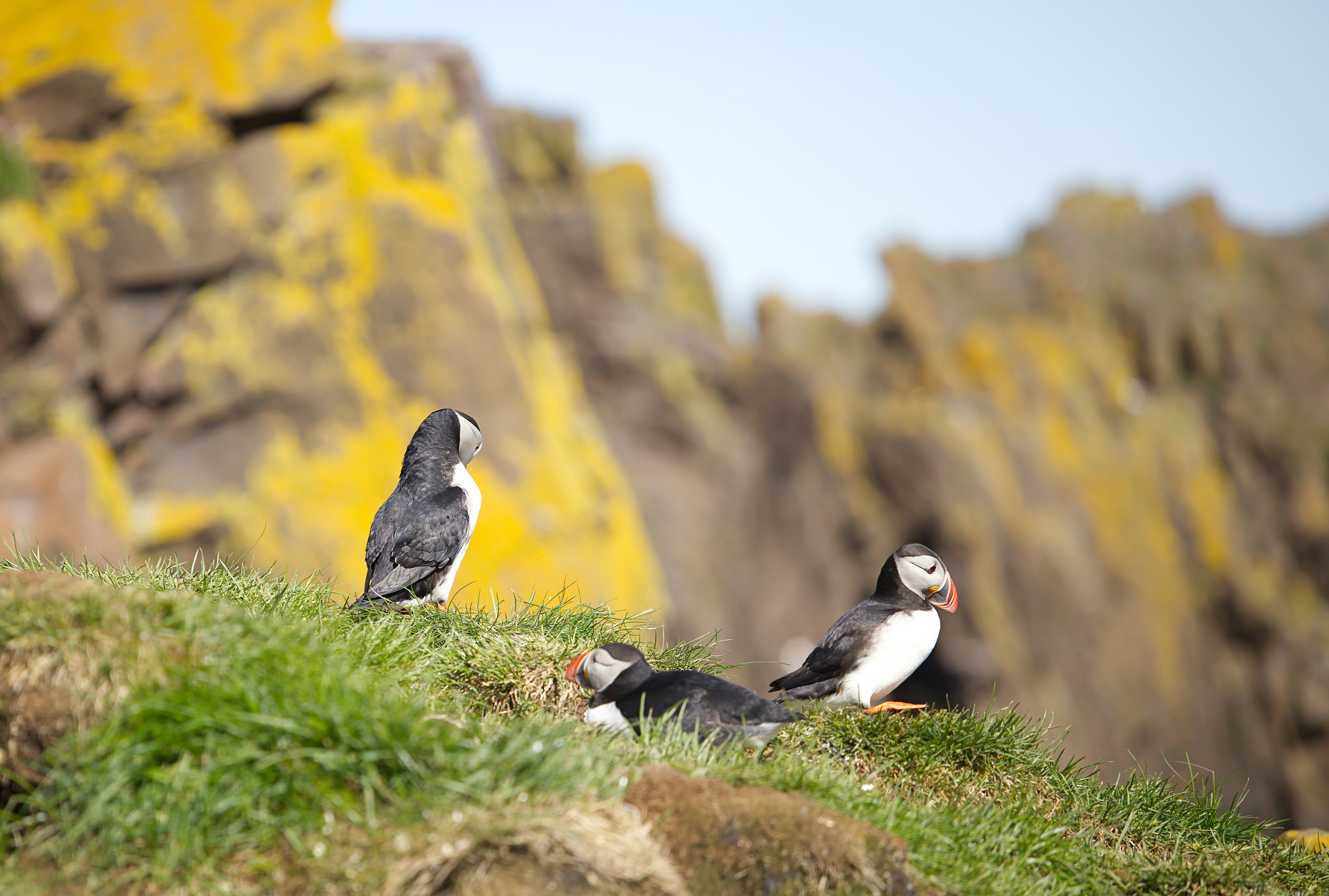 Two Rockbound Pygmy Penguins at Cliff Edge