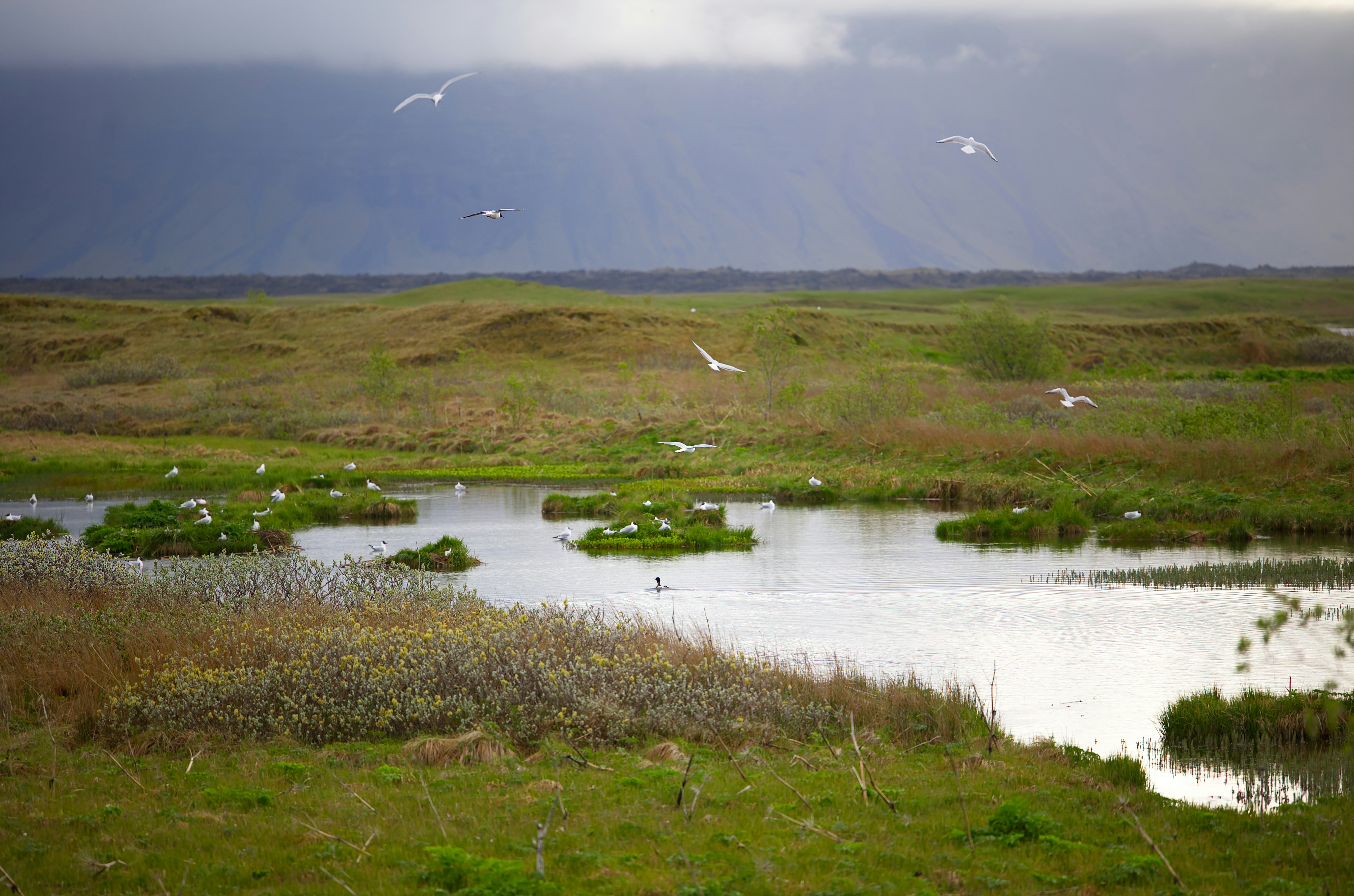 Migrants over a Quiet Marsh Under Distant Hills