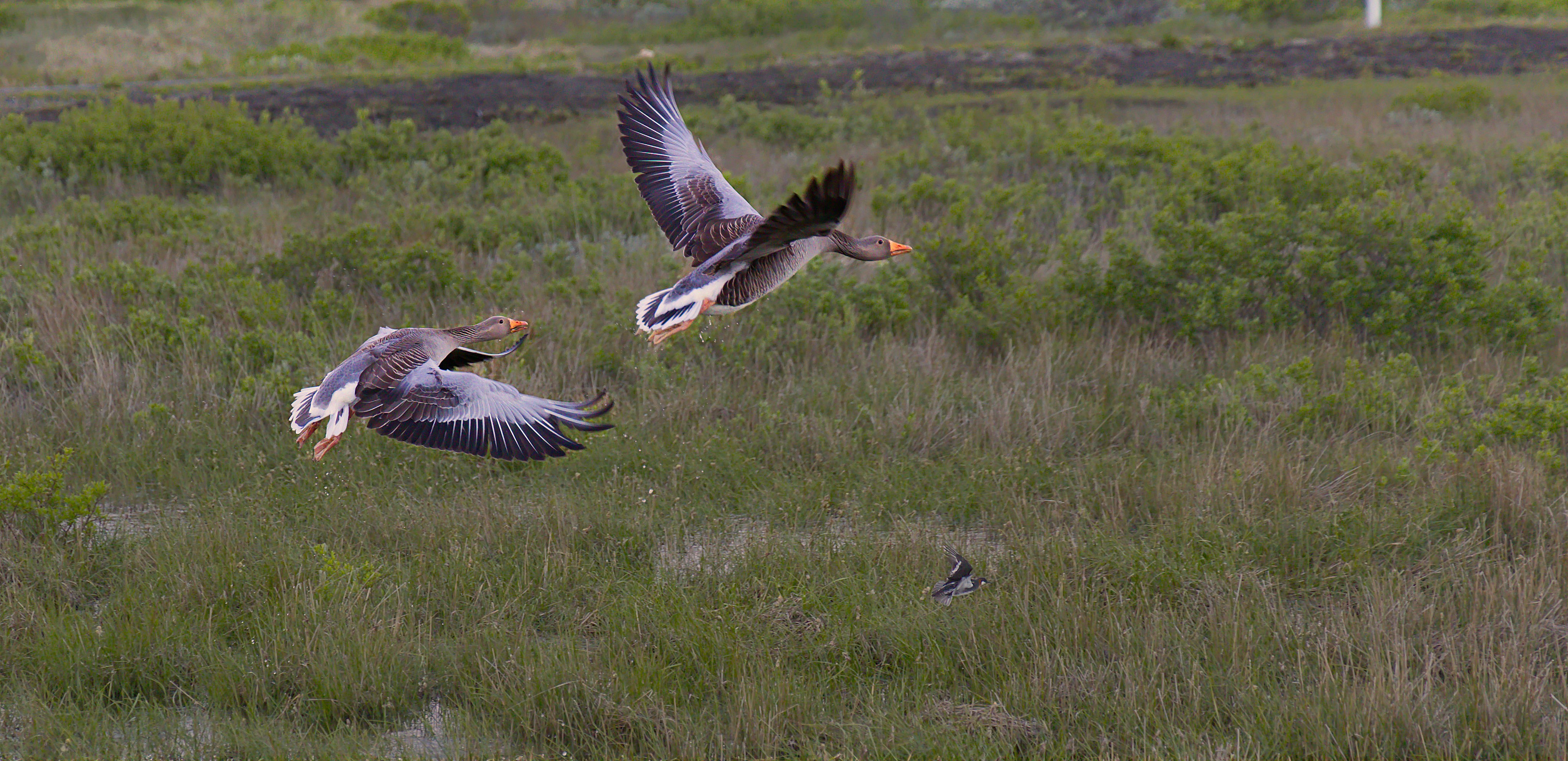 Two Grebes in Flight Over Marsh at Dusk