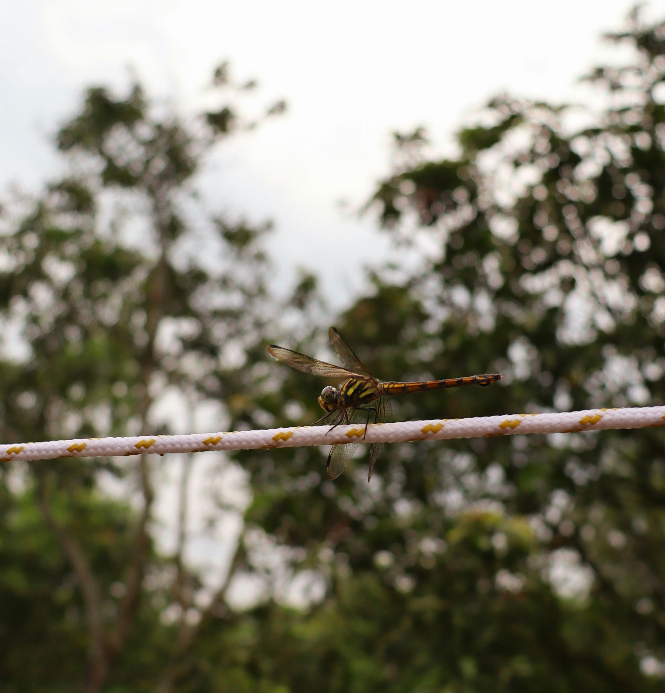 Close-up of a dragonfly perched on a rope against a blurred green backdrop. A nature detail shot capturing delicate wings and subtle color patterns.
