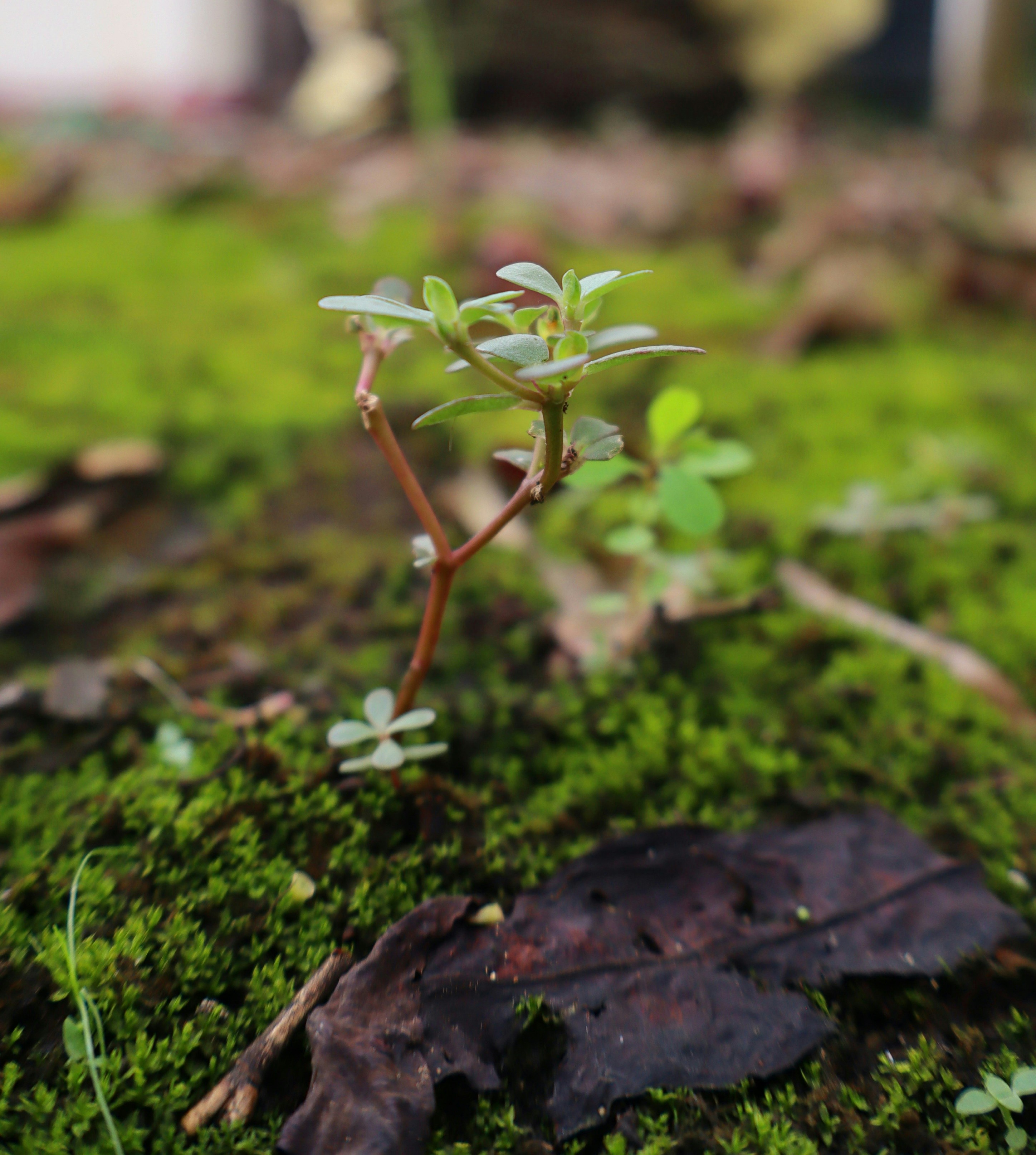 Tender Sprout in a Mossy Carpet