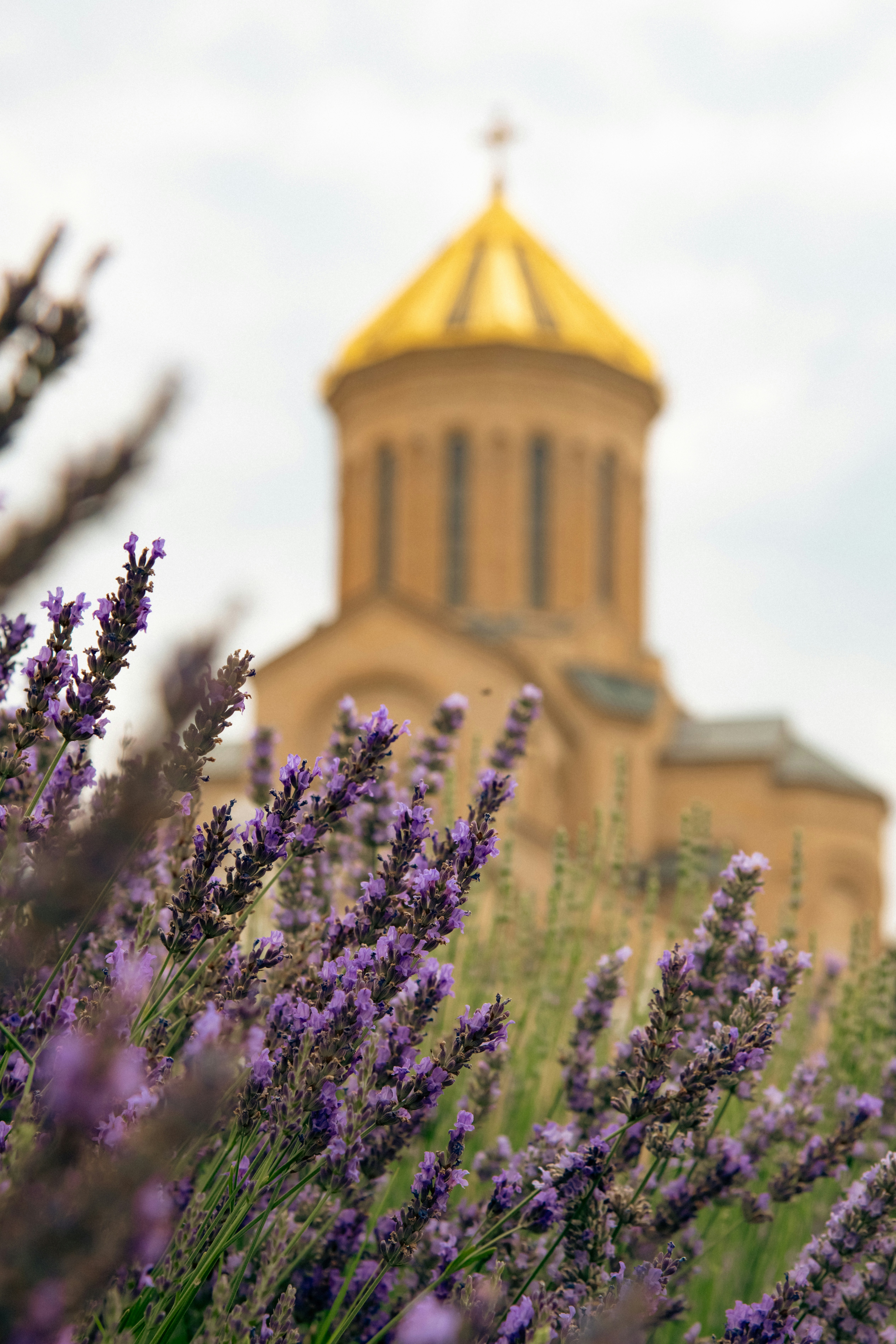 Lavender in the Foreground, Golden Dome in Focus Beyond