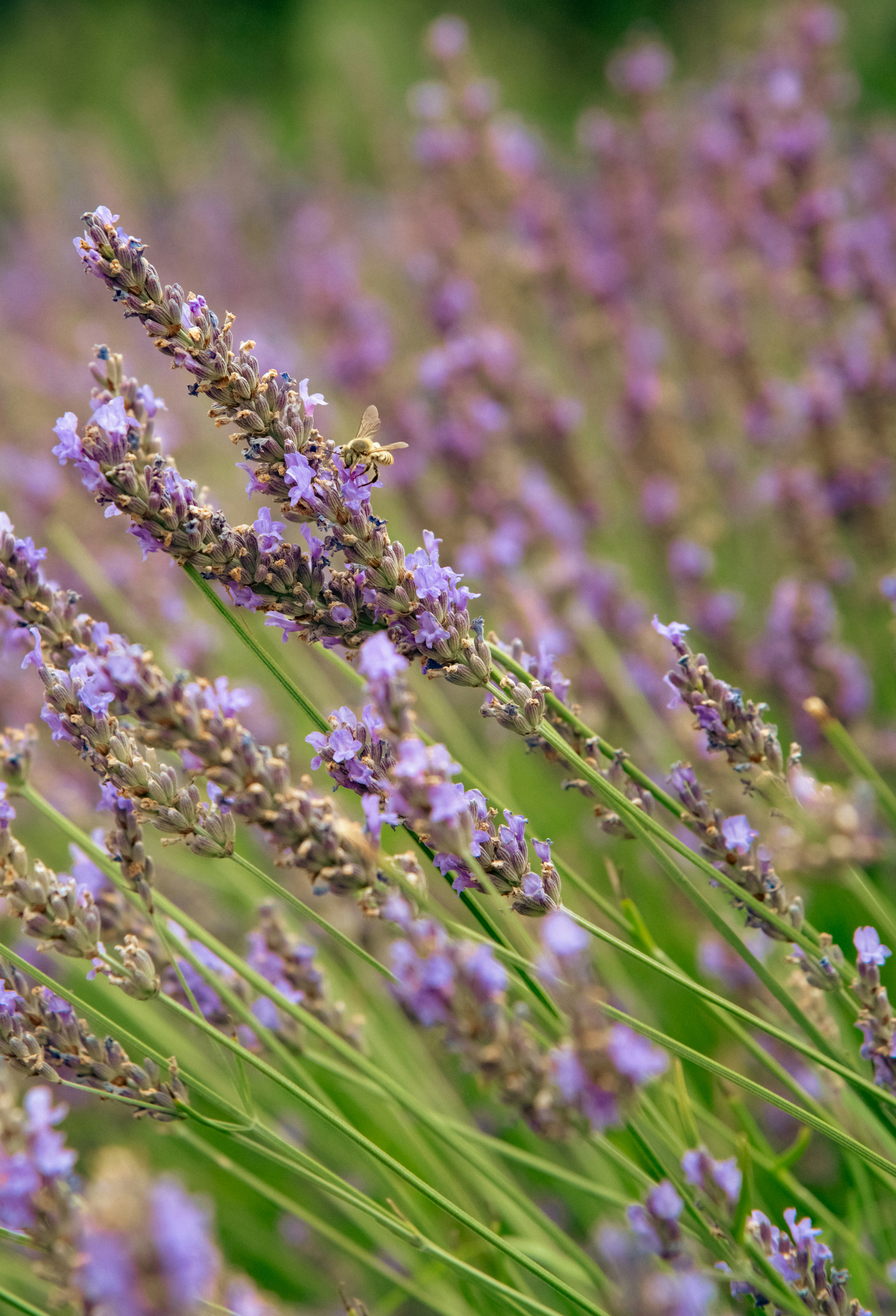 Lavender Stalks Lean into the Light