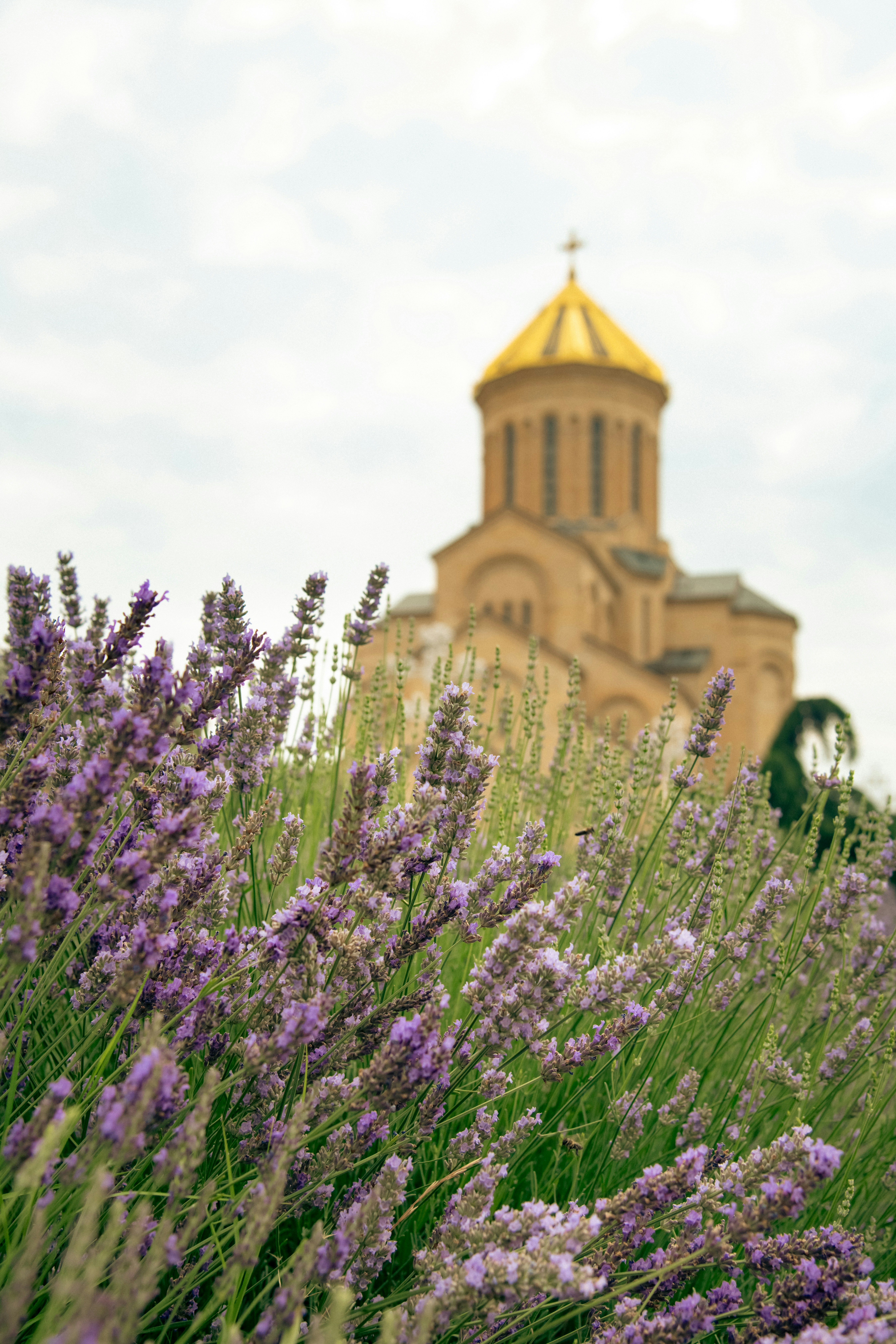 Lavender Chase Toward the Golden Dome