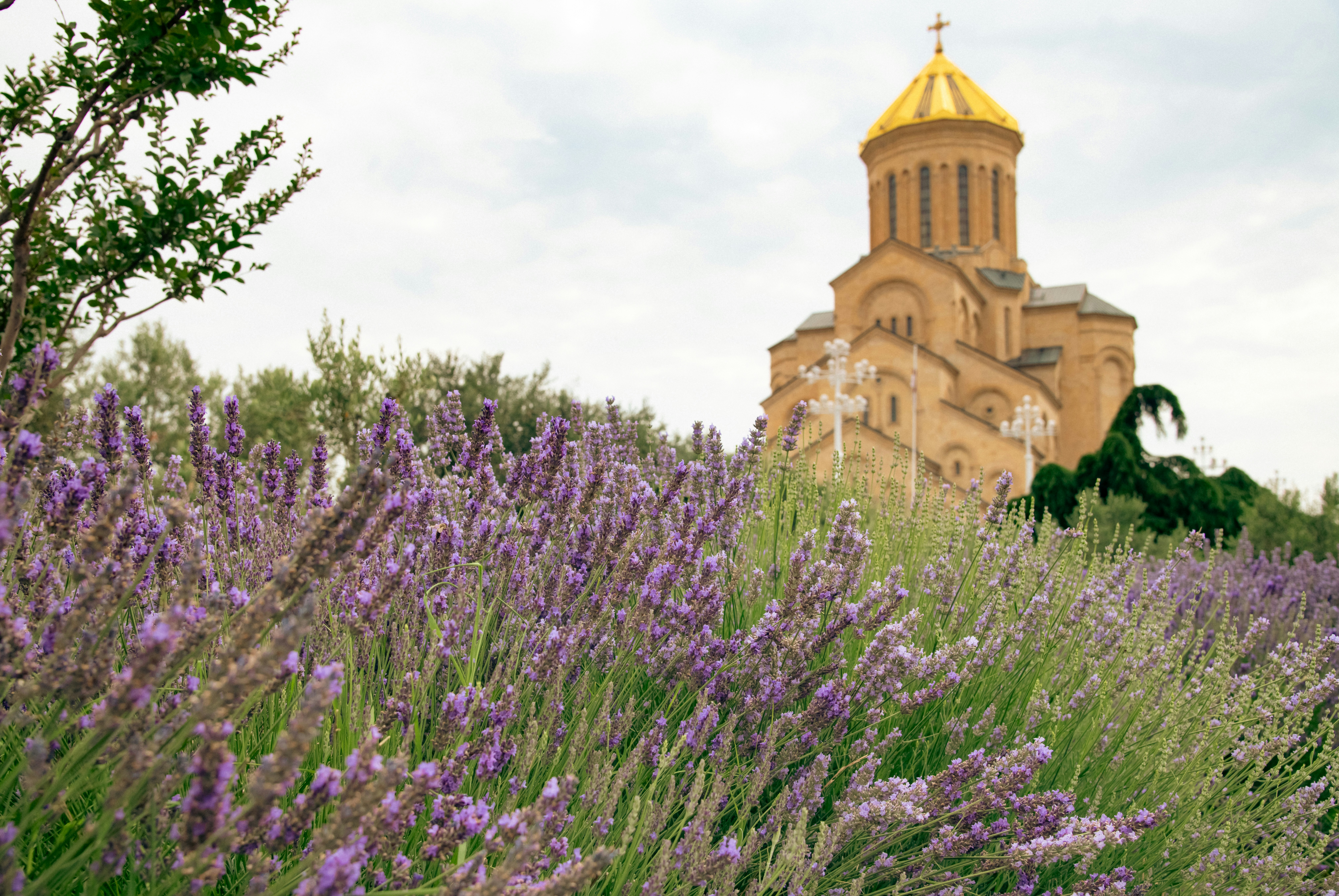 Lavender Hills Beside a Golden Dome Church