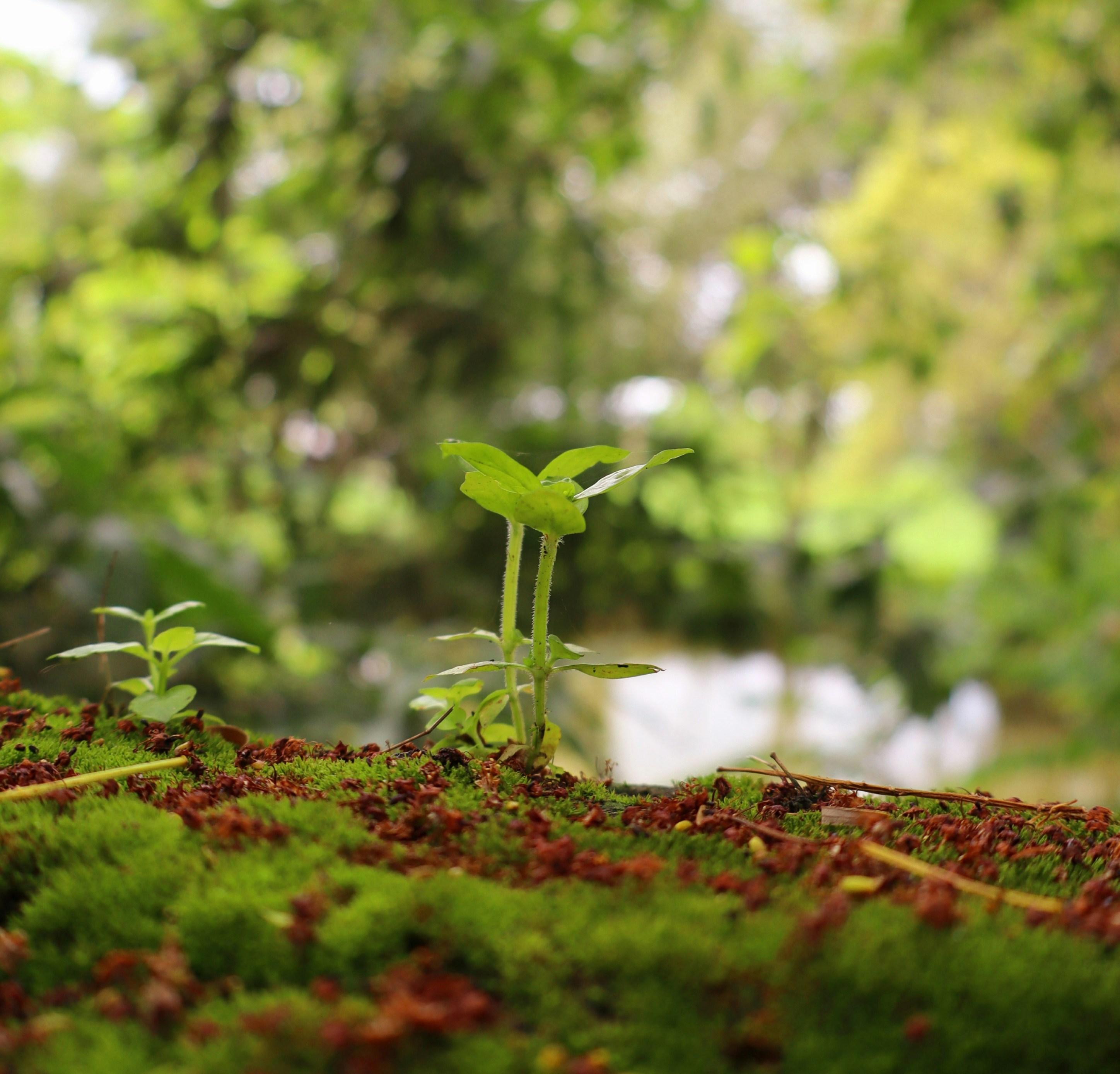 Three Green Sprouts Rising from Mossy Forest Floor