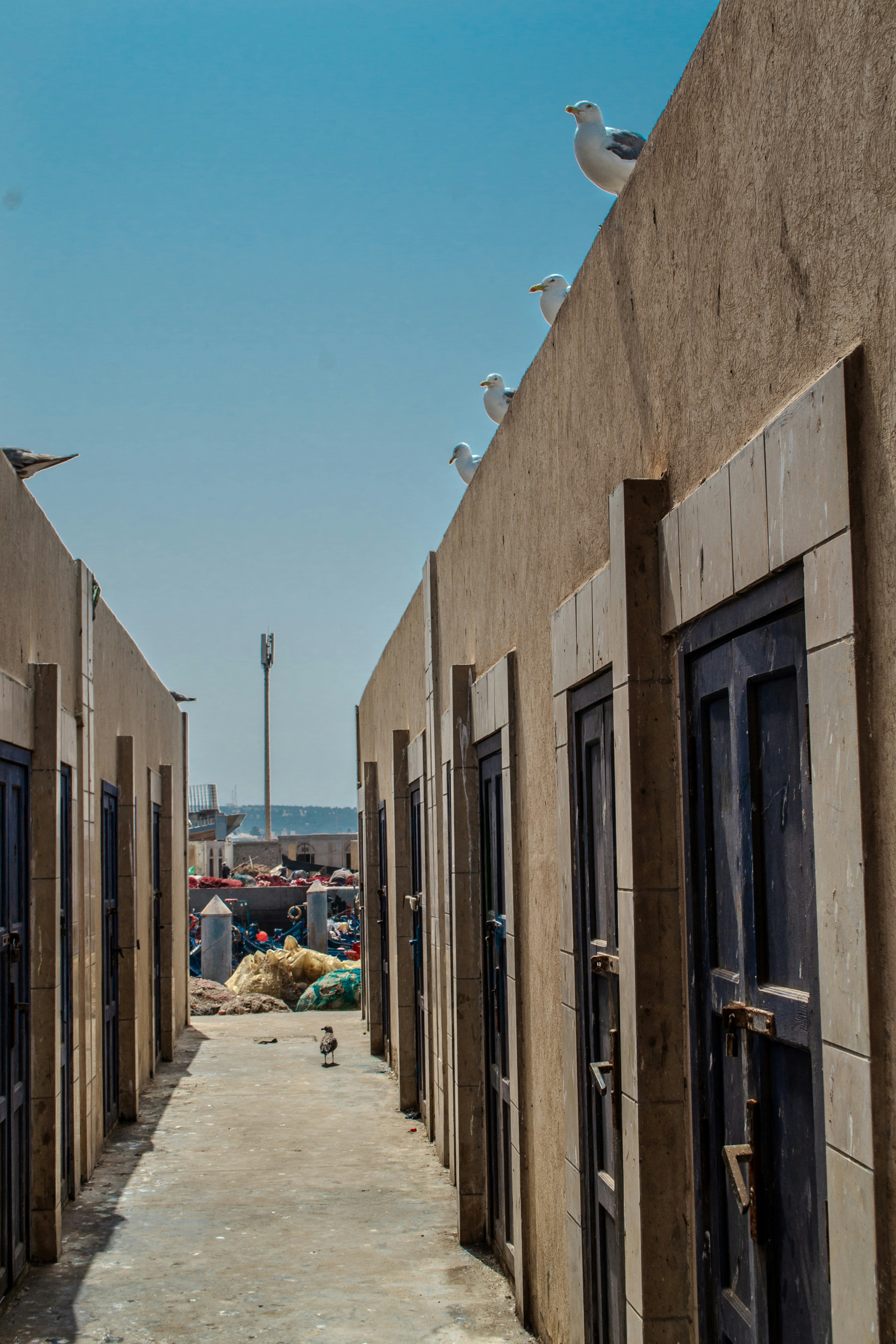 Lines of Seagull Watchers Above a Narrow Coastal Alley