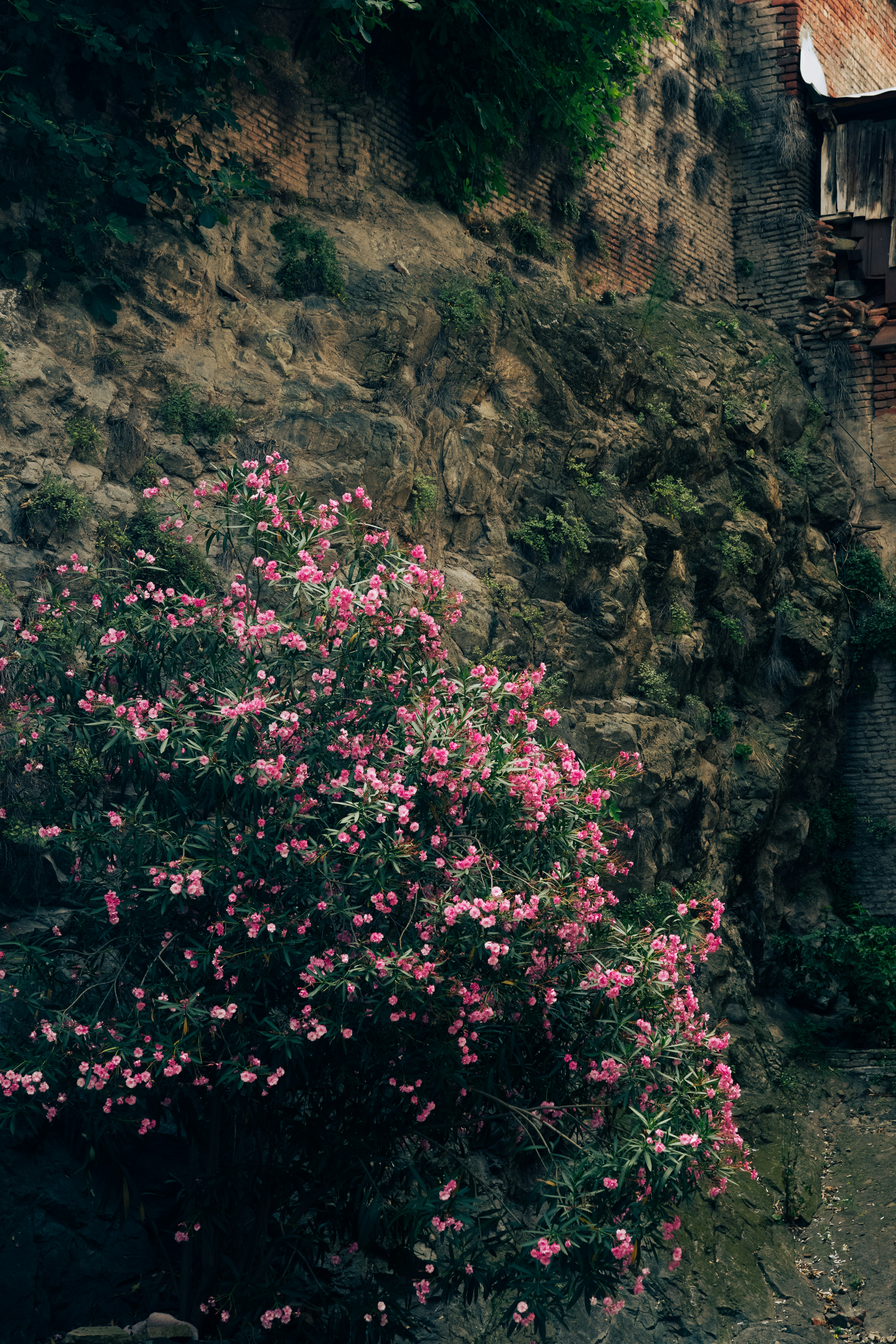 Pink bloom in a rustic shadowed alcove