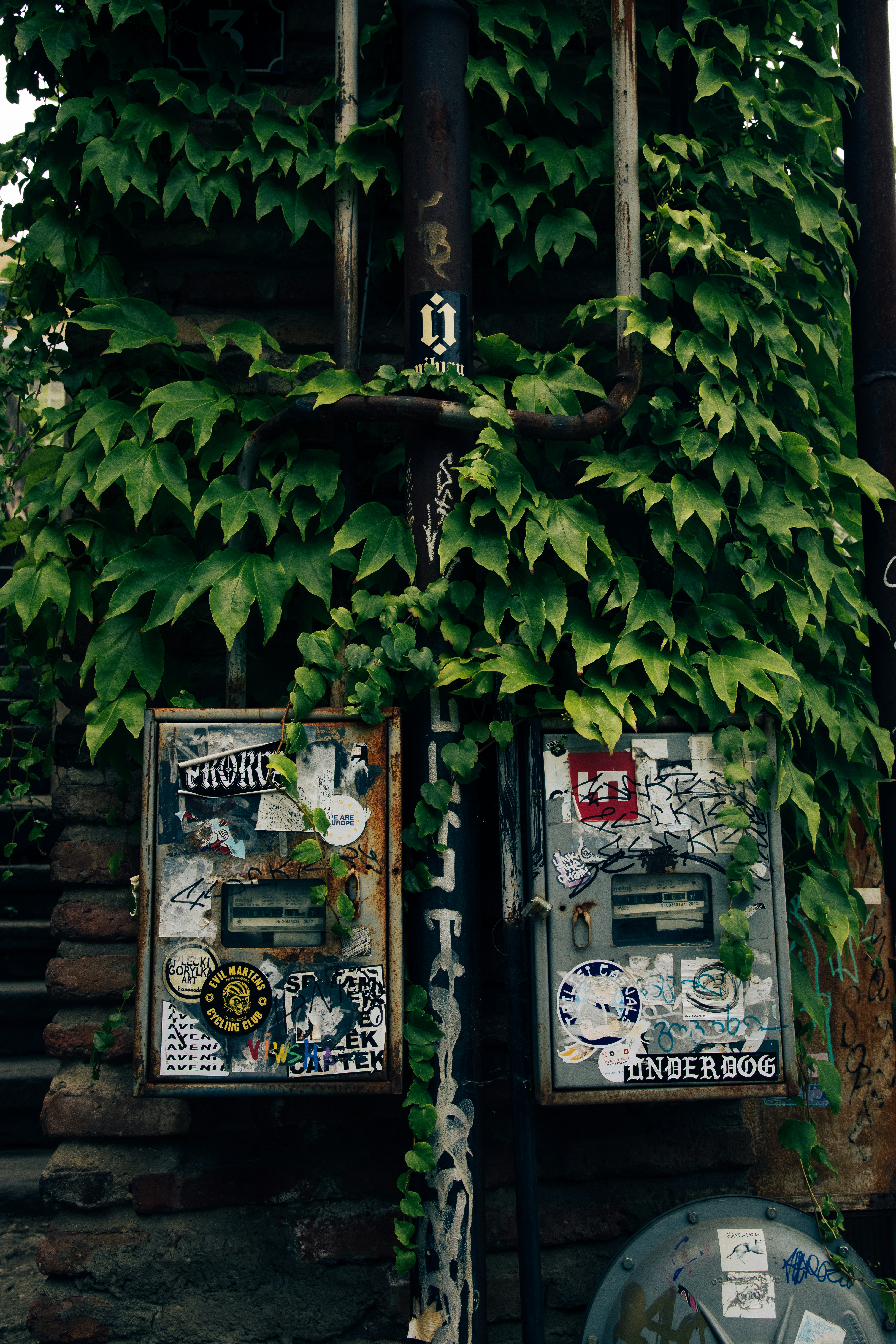 Ivy-Clad Meters Standing Guard Over City Graffiti