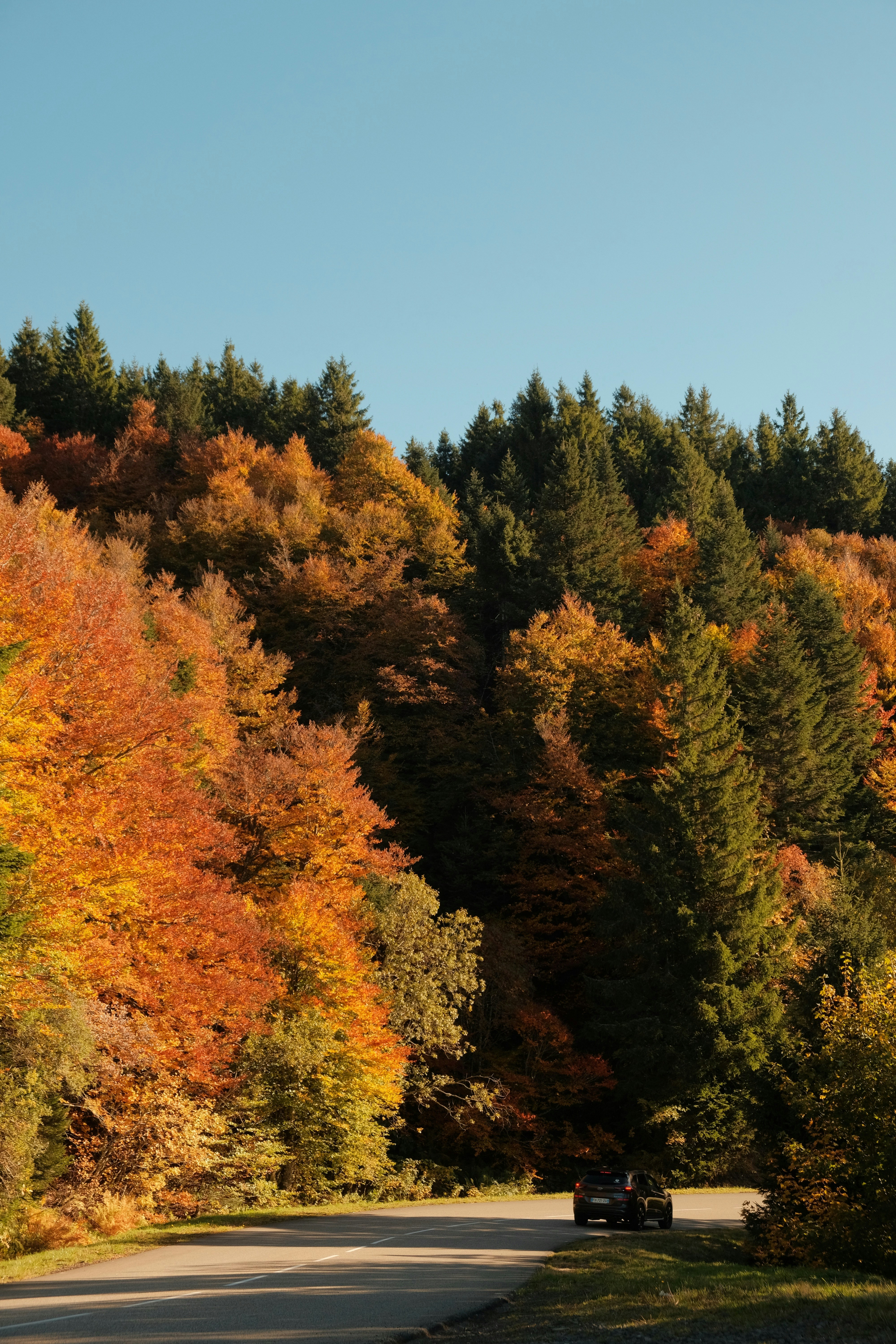Autumn Winding: A Car Among Colorful Pines