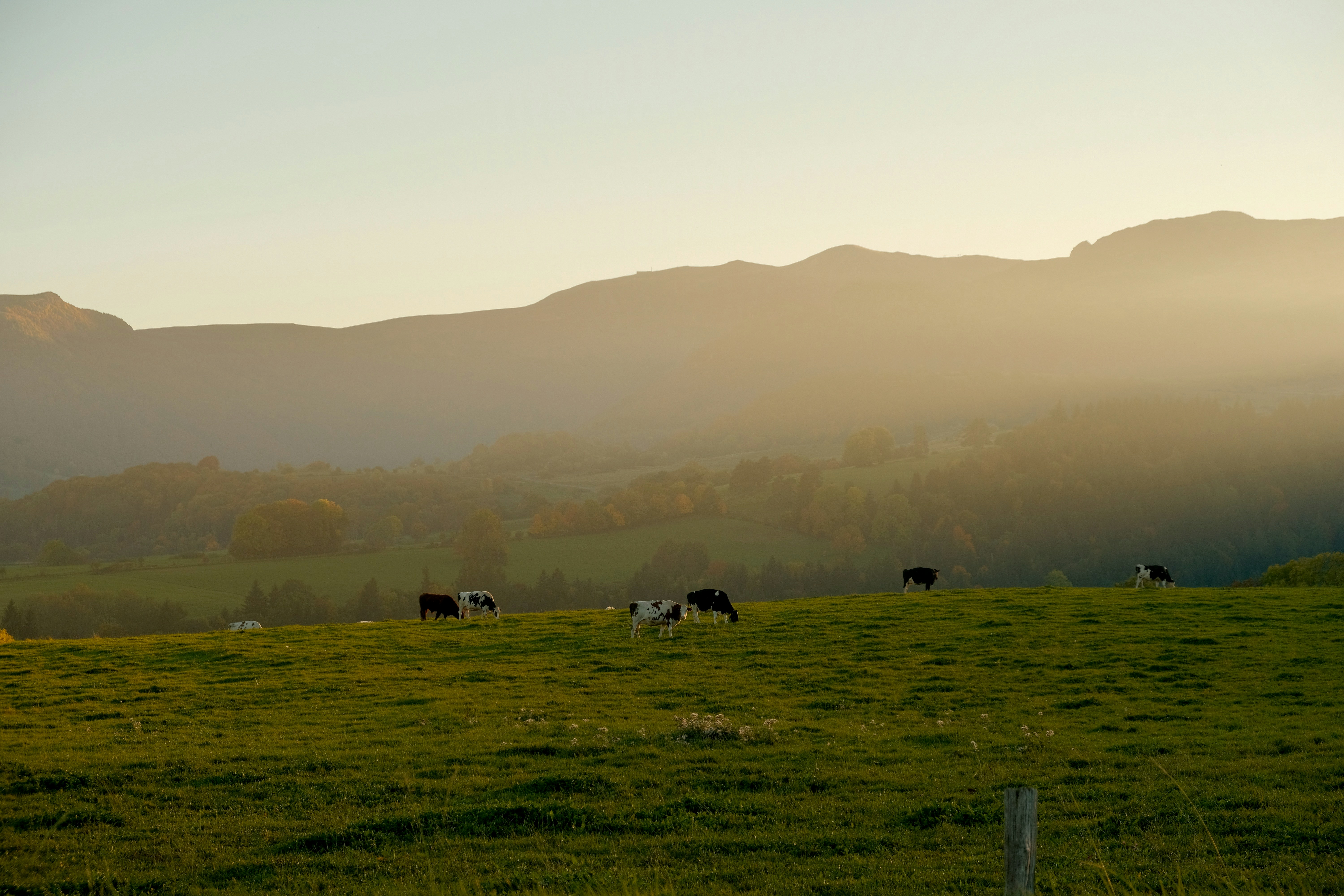 Pastoral Golden Hour: Cattle in a Quiet Valley