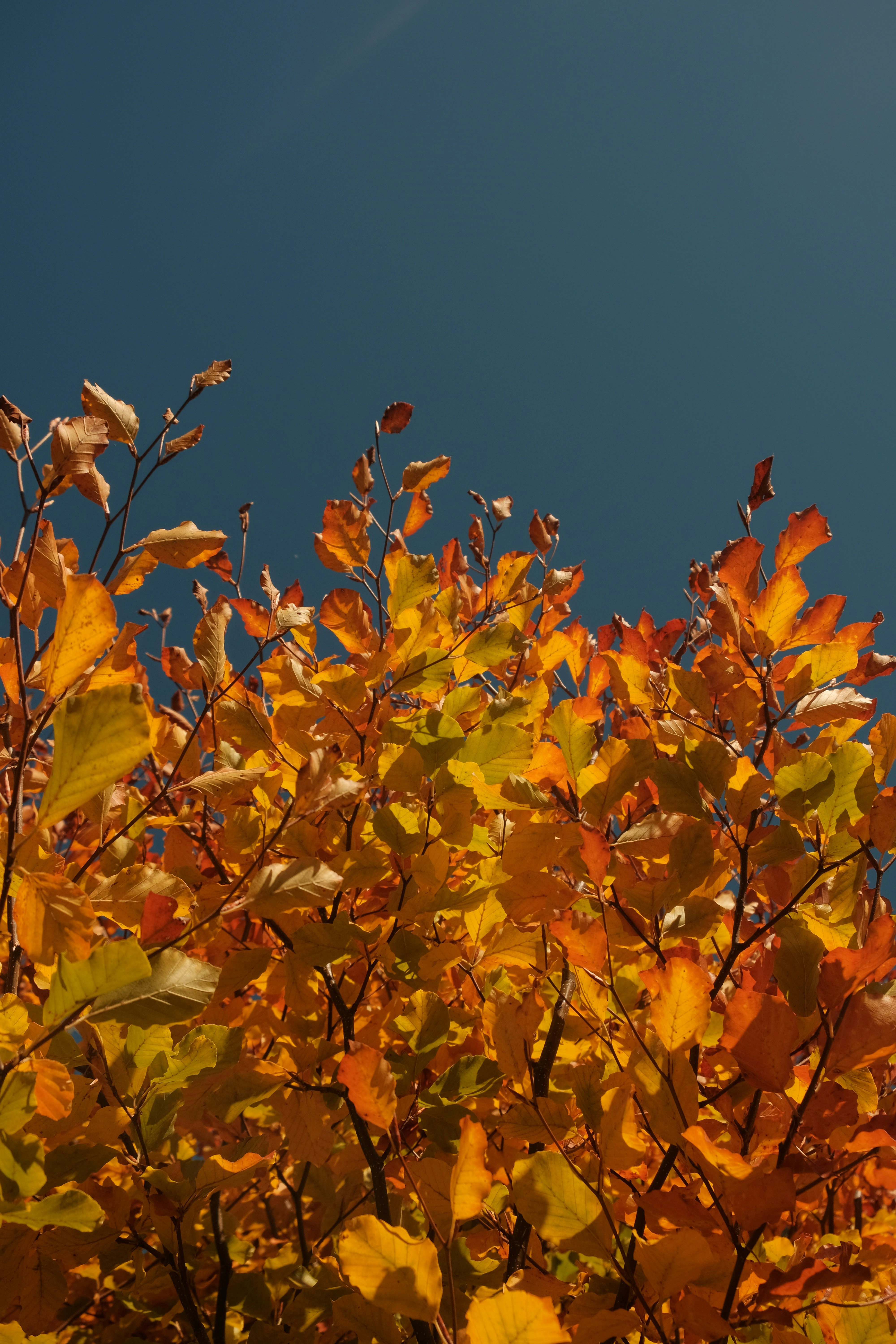 Autumn Ember Canopy Under a Clear Sky