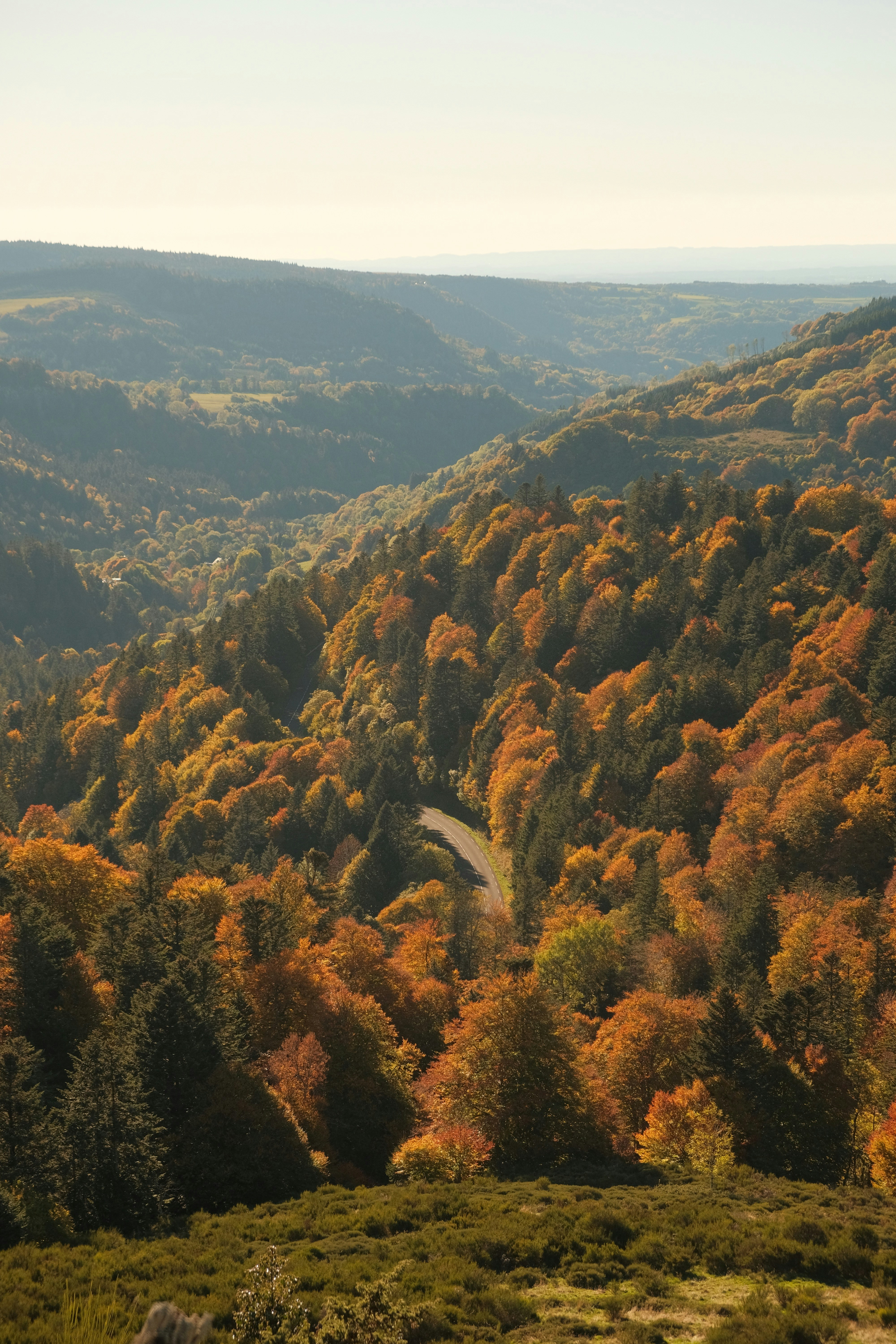 Autumn Ridge: A Winding Road Through Golden Trees