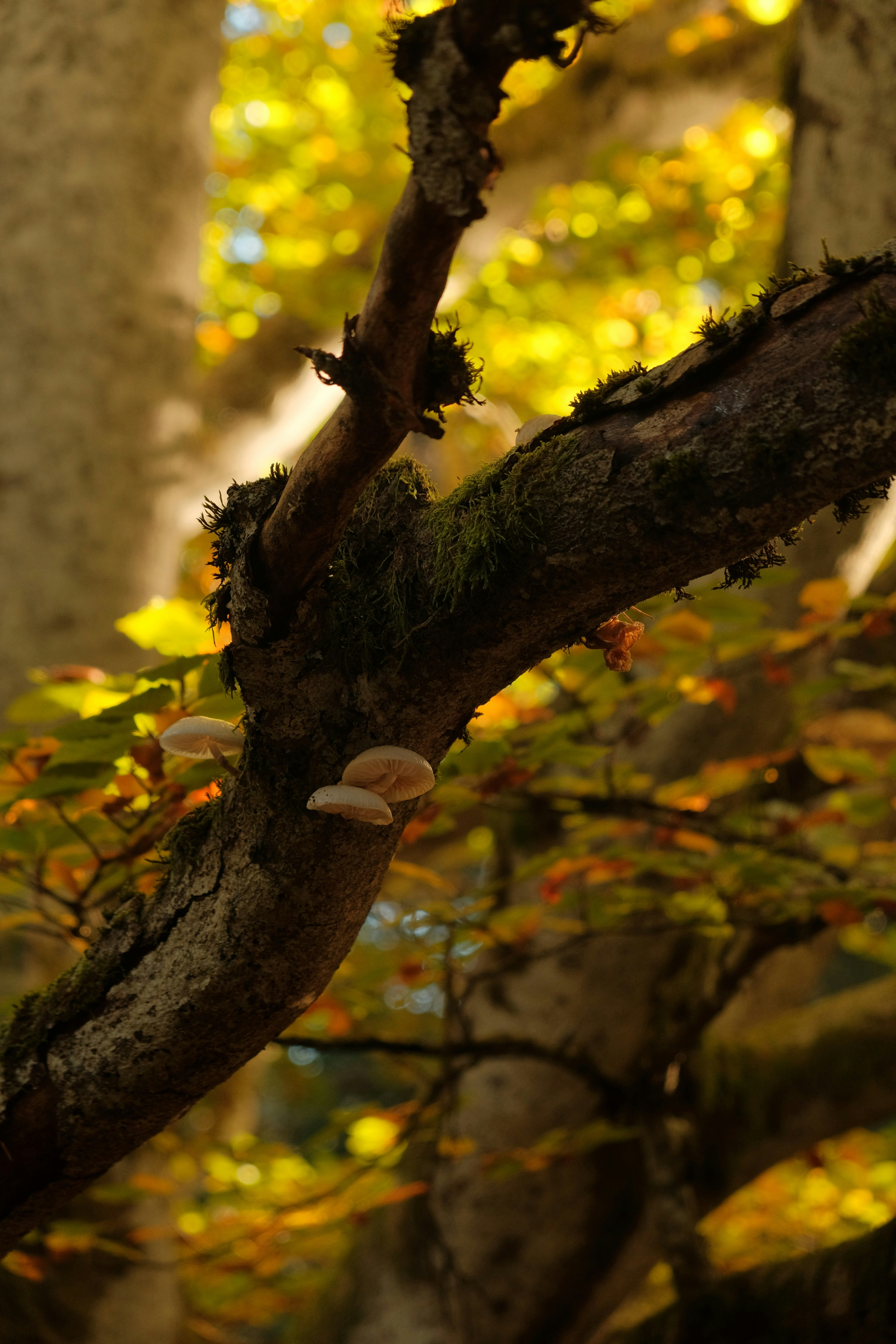 A Mossy Branch in Autumn Light