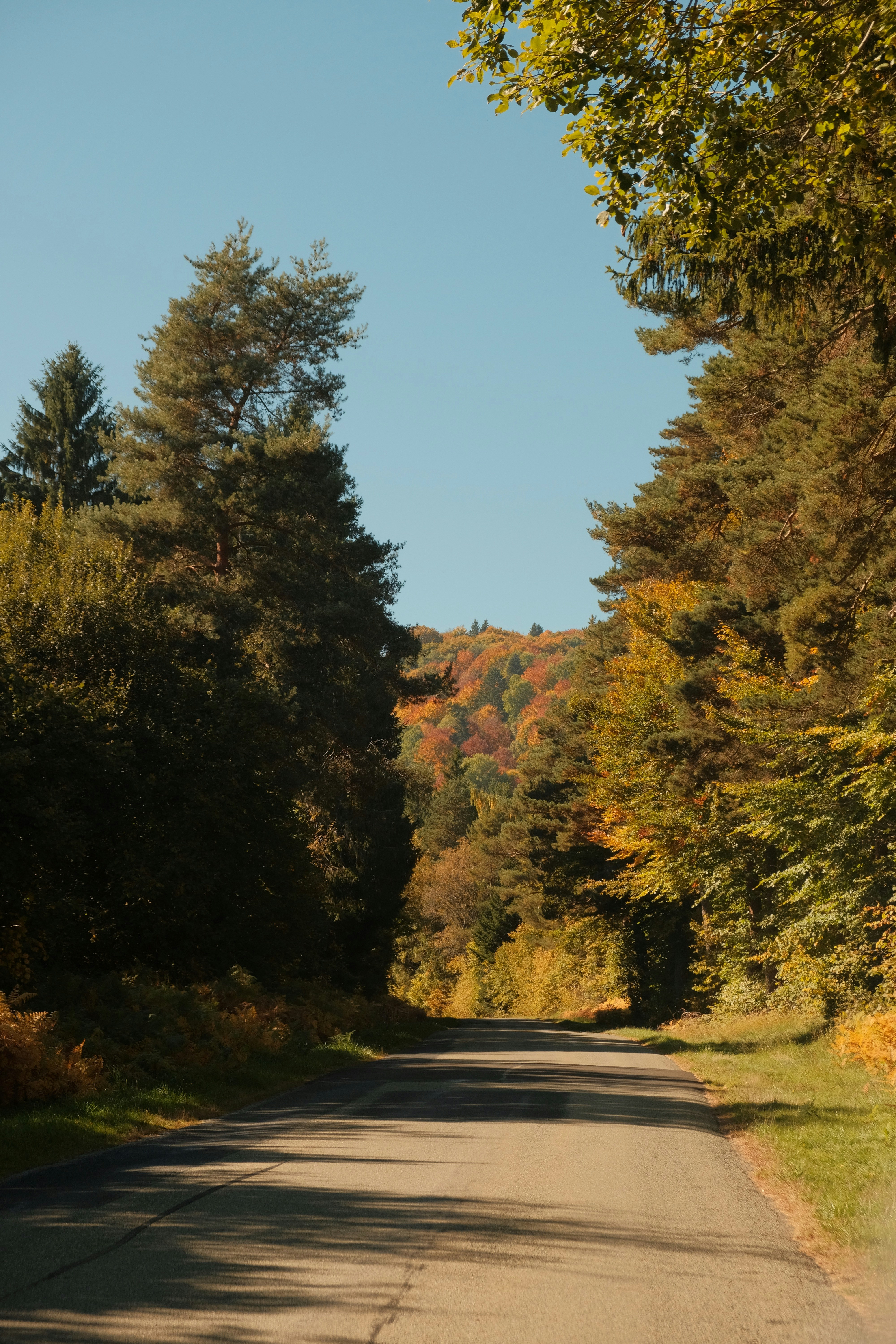 Autumn River Valley: A Quiet Road Through Golden Pines