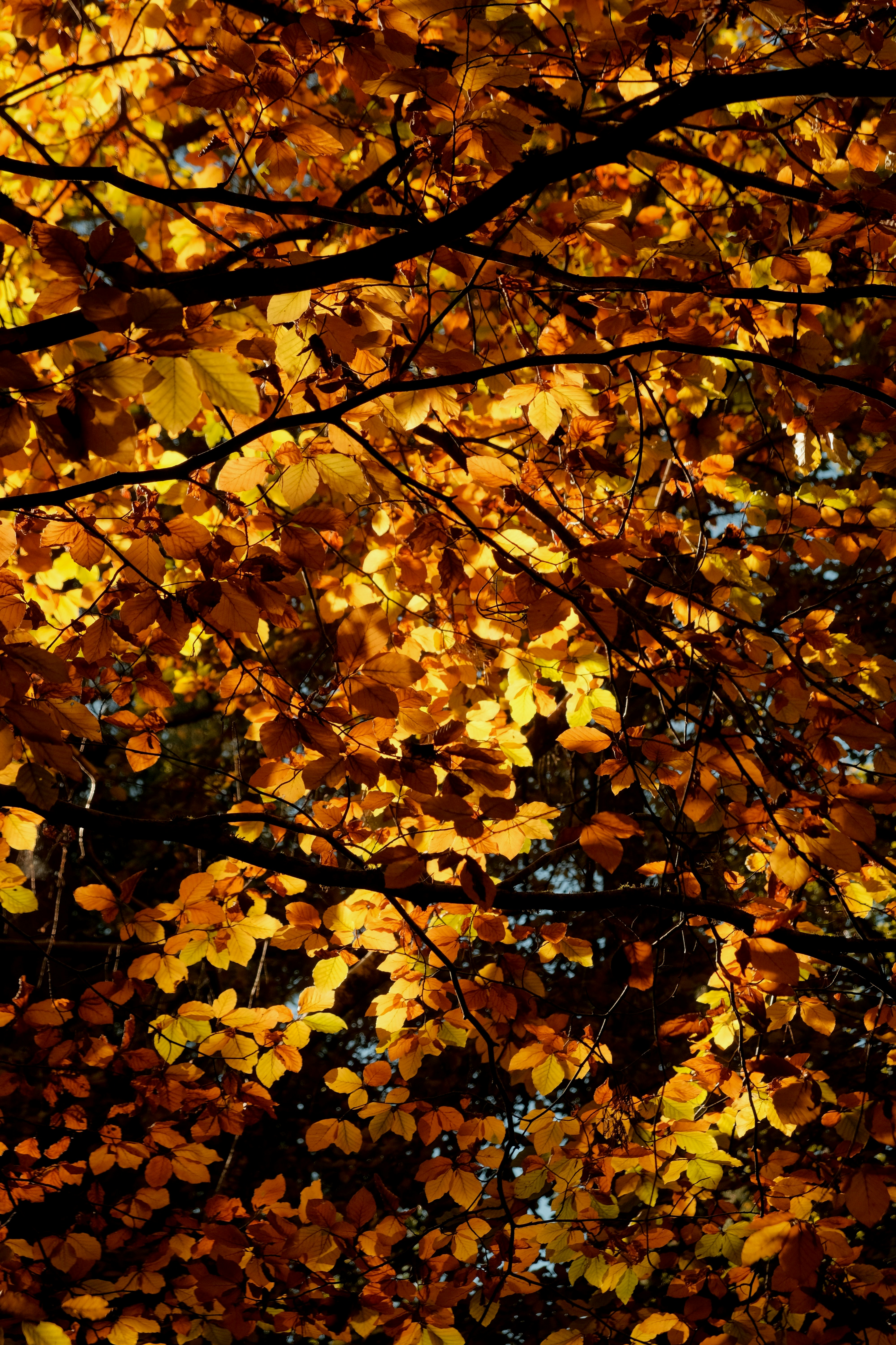 Amber Canopy: Sunlit Leaves in Autumn Network