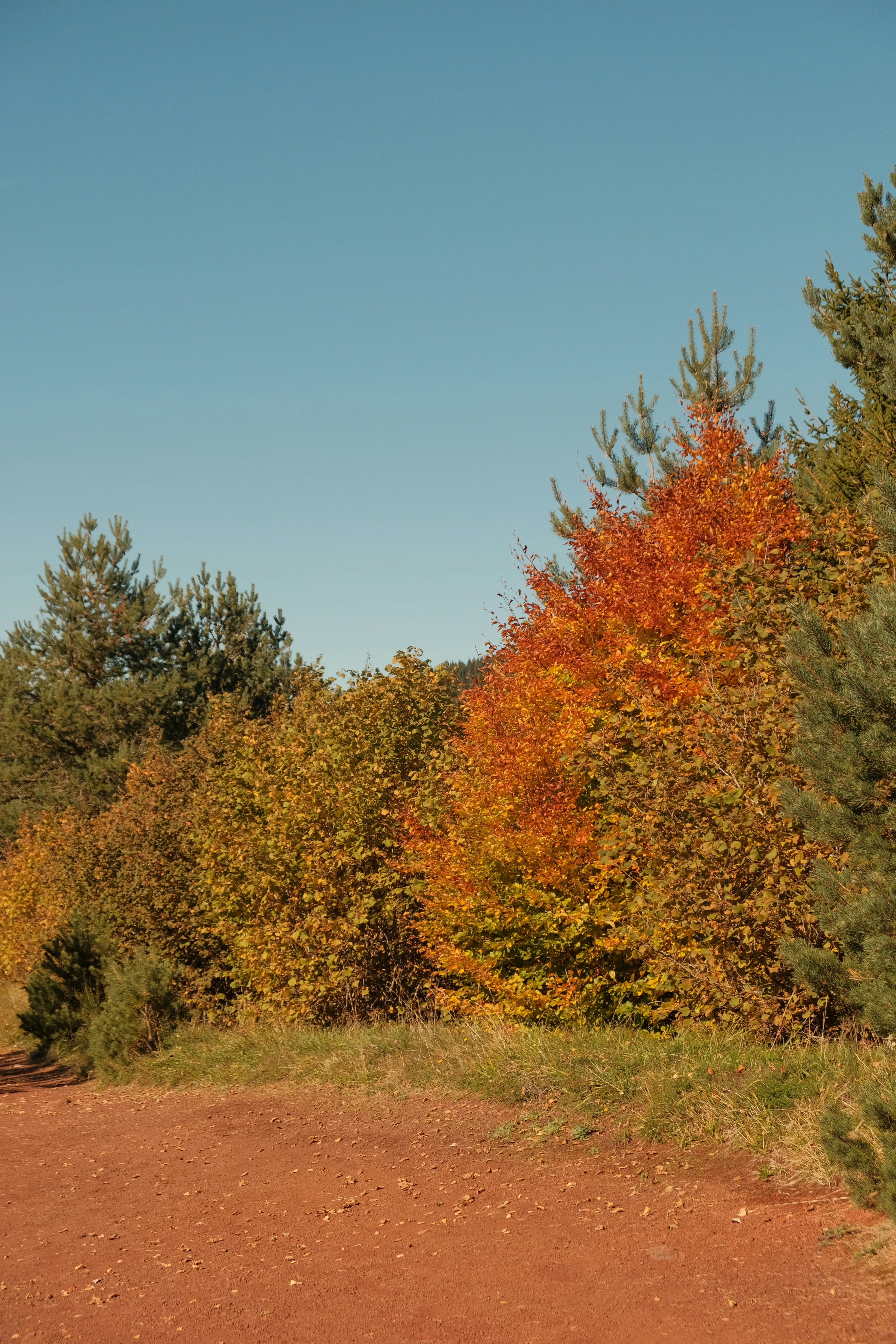 Autumn Corridor: Fire-Red Foliage Framing a Clear Blue Sky