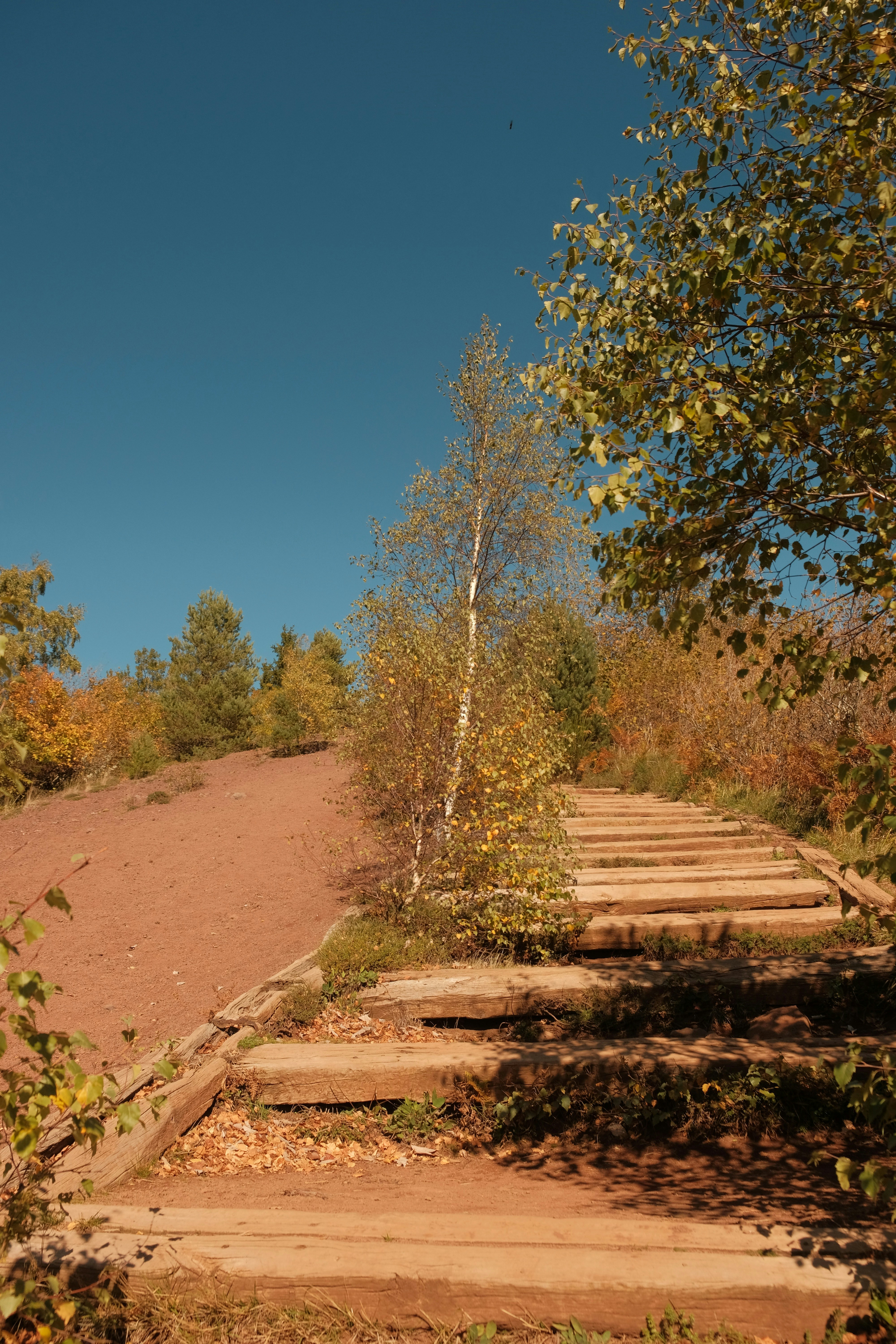 Autumn Stairway Through a Quiet Forest Path