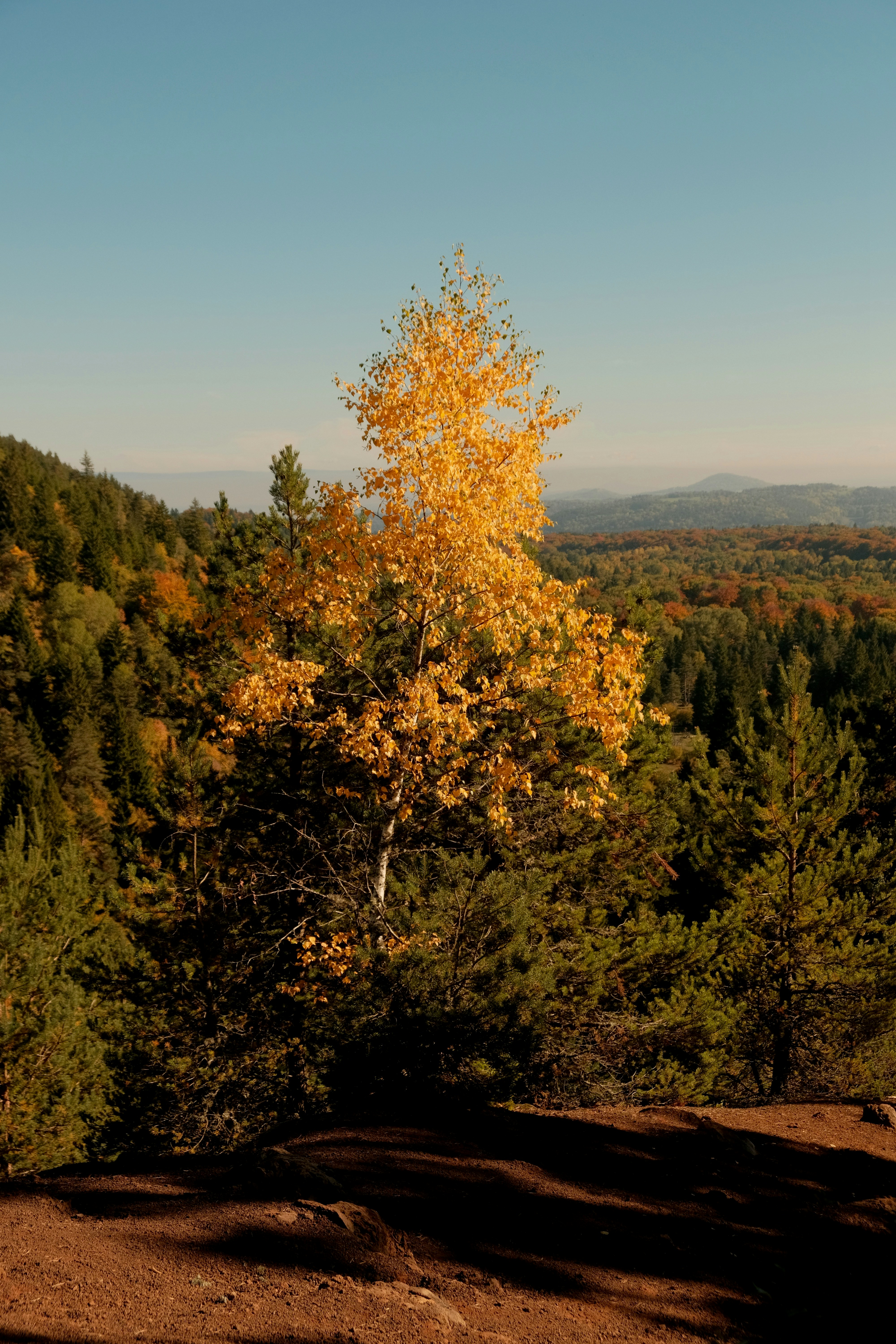 Autumn Beacon: A Gilded Tree Rising Above a Mixed Forest