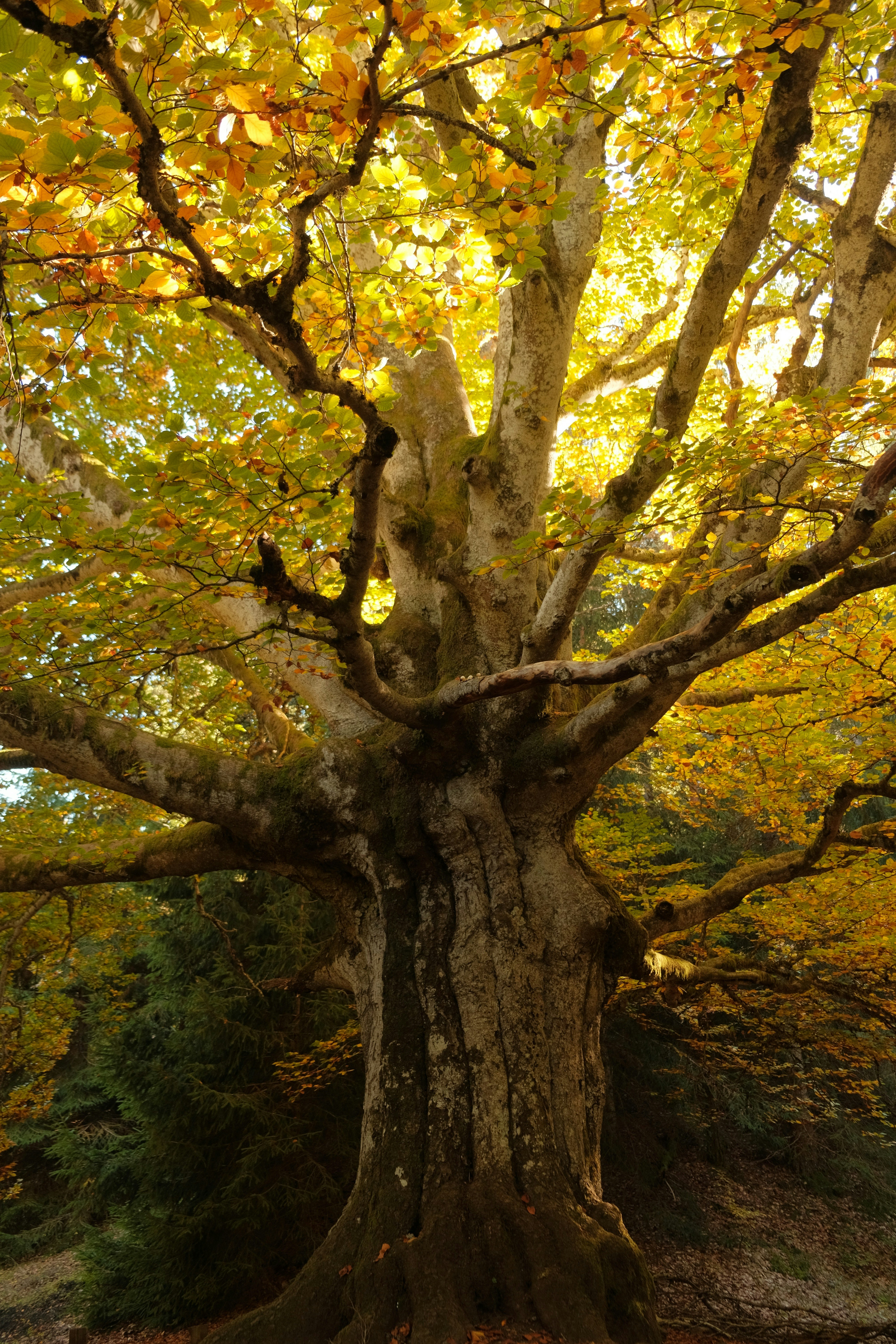 Ancient Gnarled Oak Reaching Toward Autumn Sun