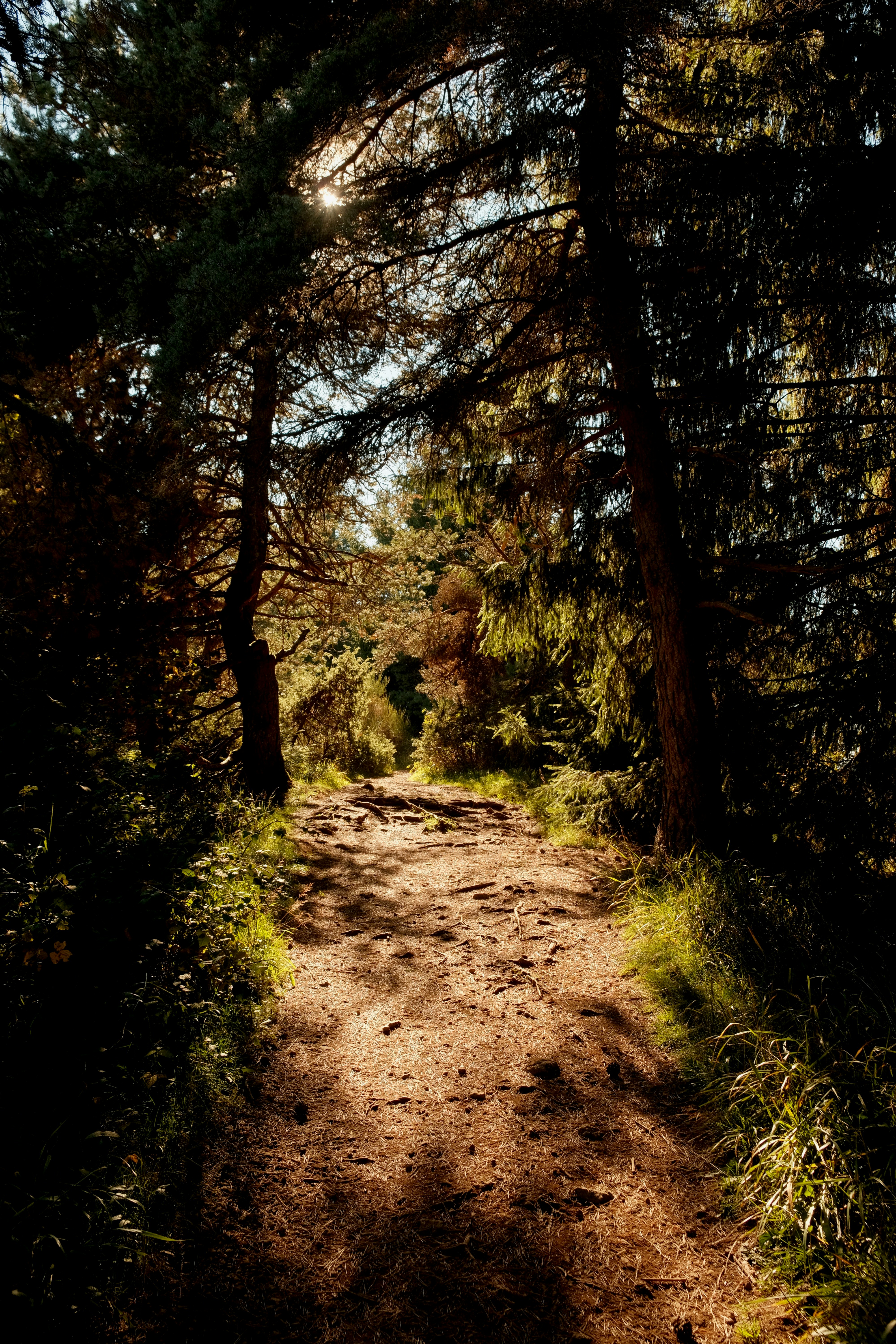 Sunlit Trail Through Shadowed Pines
