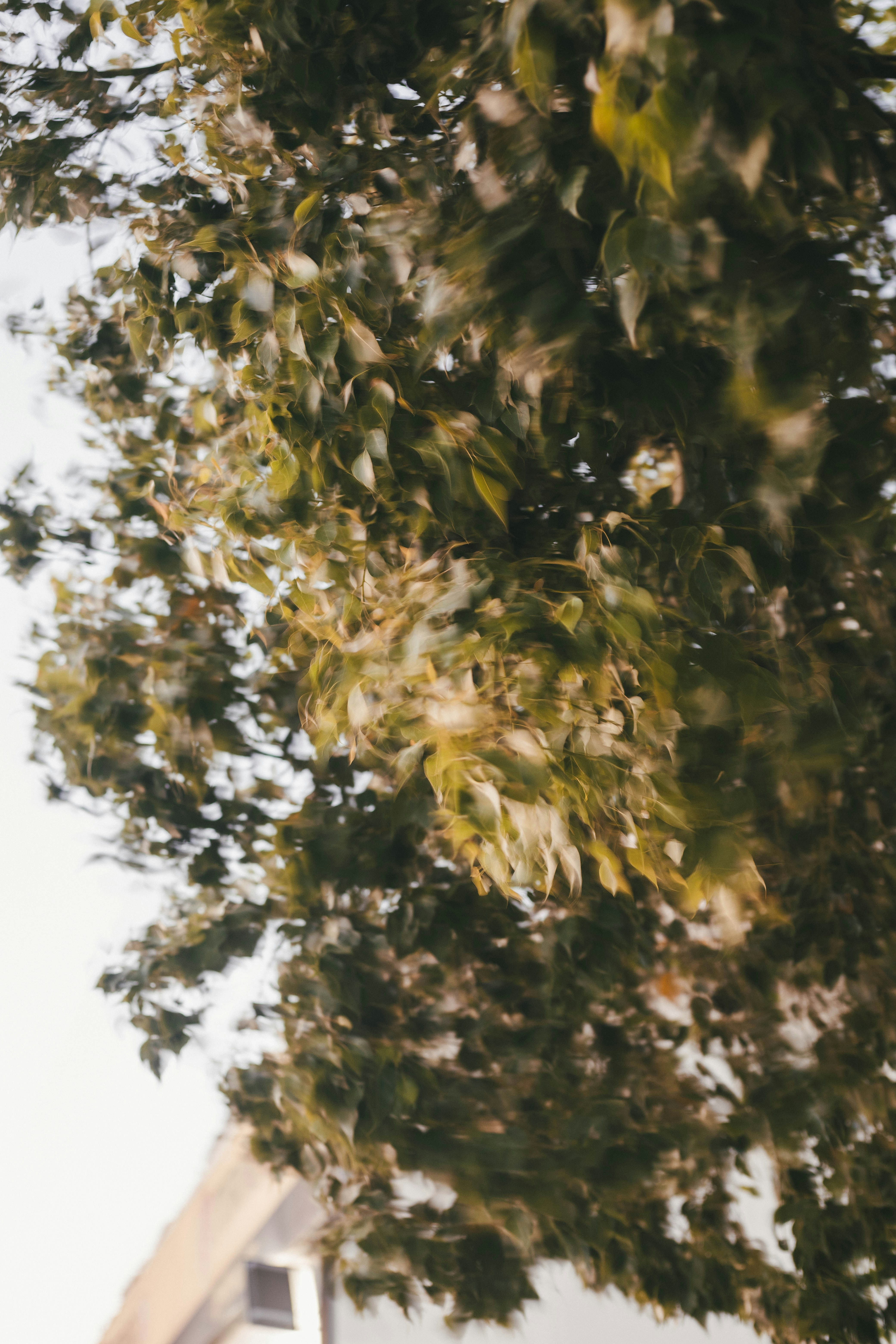 Leaves in Motion: A Slow Blur of Autumn Canopy