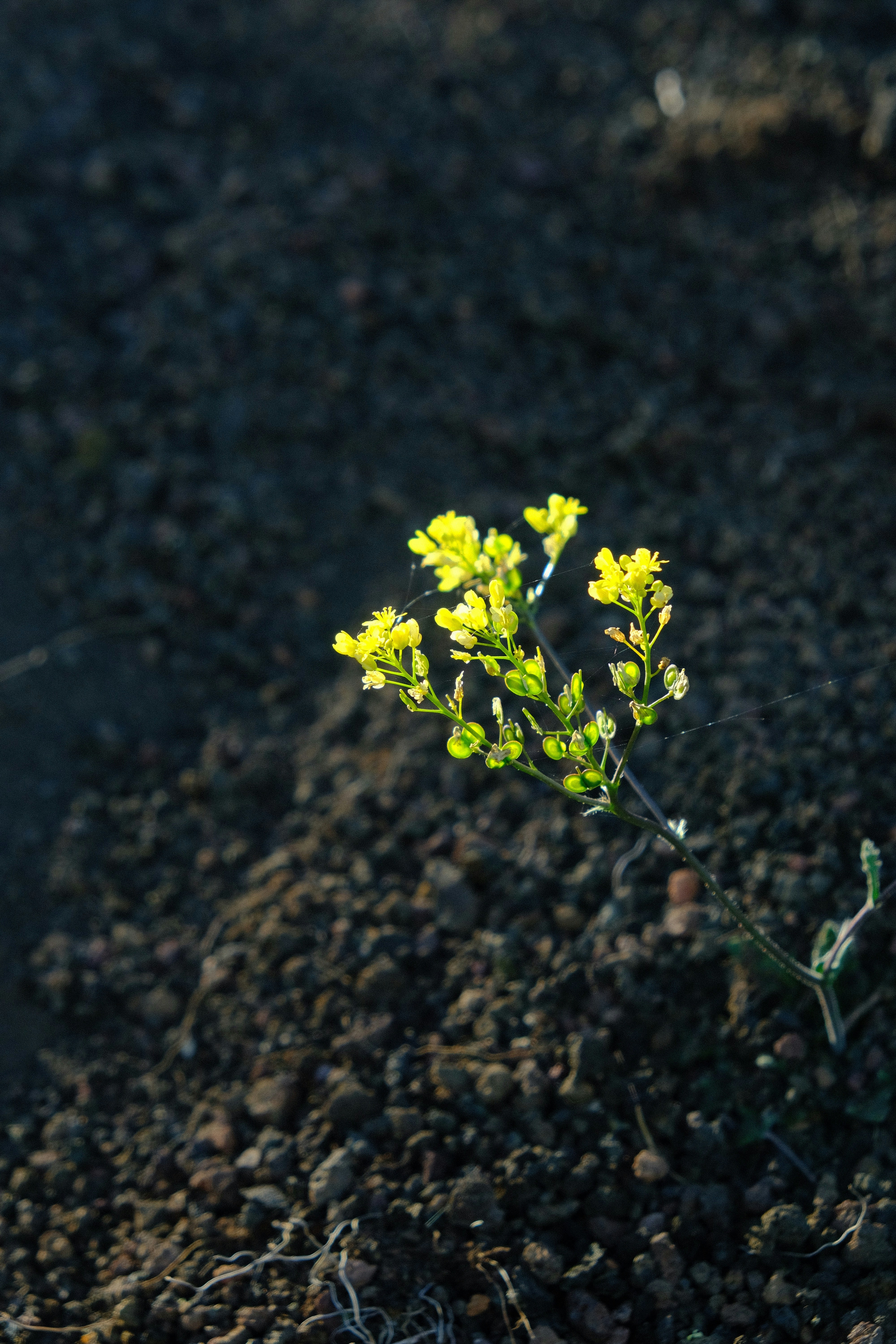 Bright Yellow Bloom Against Dark Soil