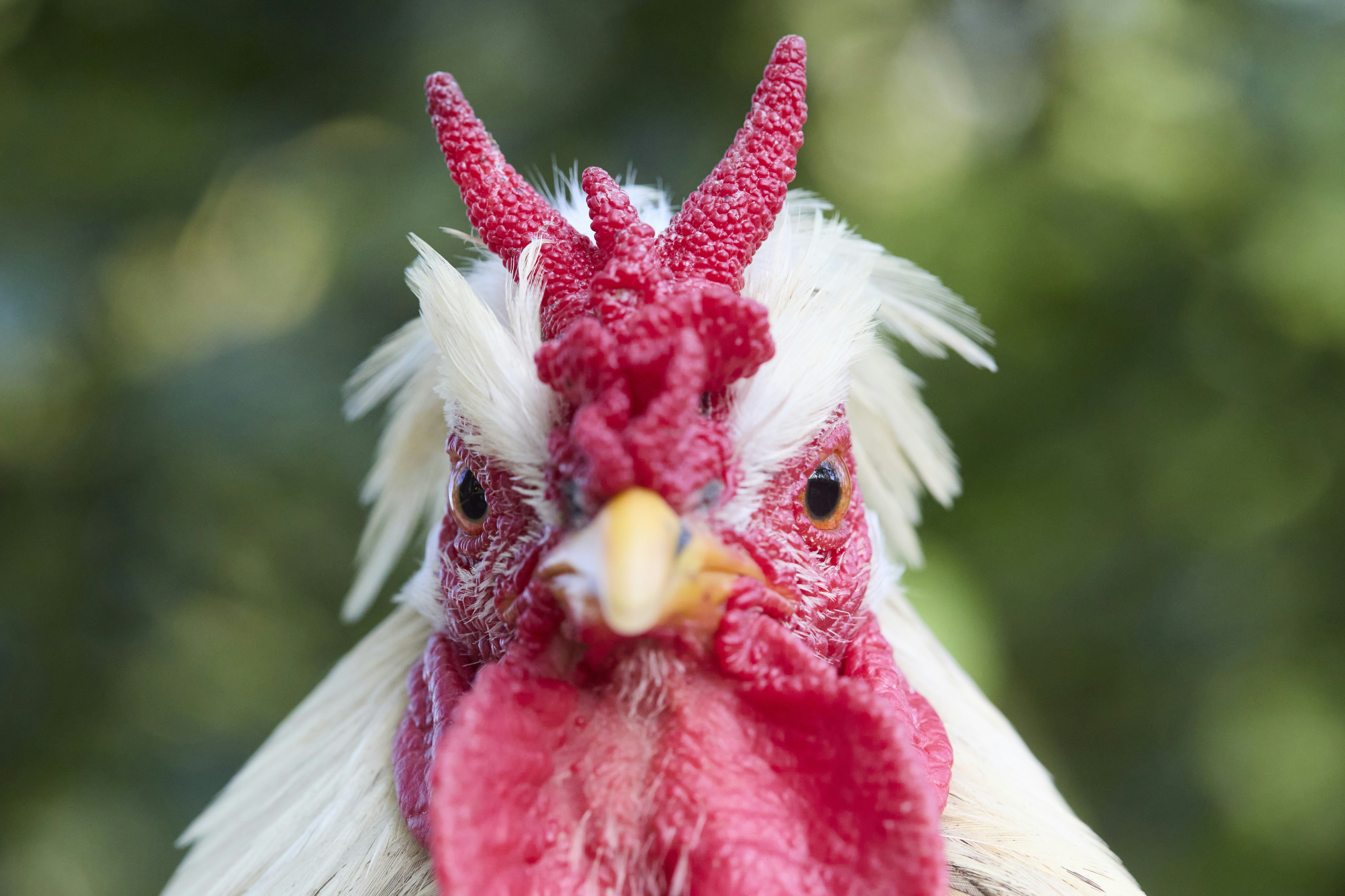 Red Crest: A rooster’s bold stare from the morning coop