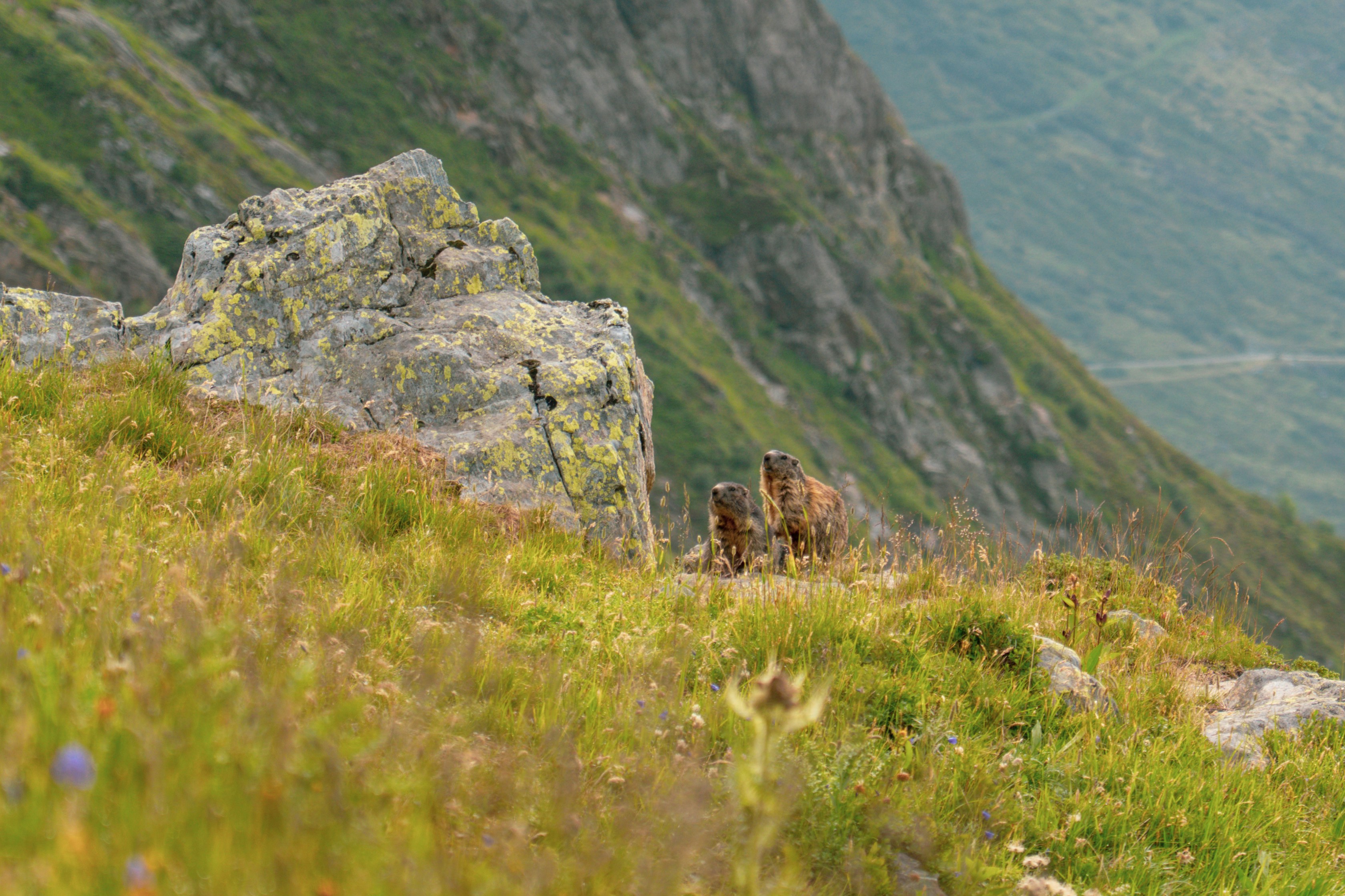 Stone sentinels on the hillside: a quiet watch above the meadow