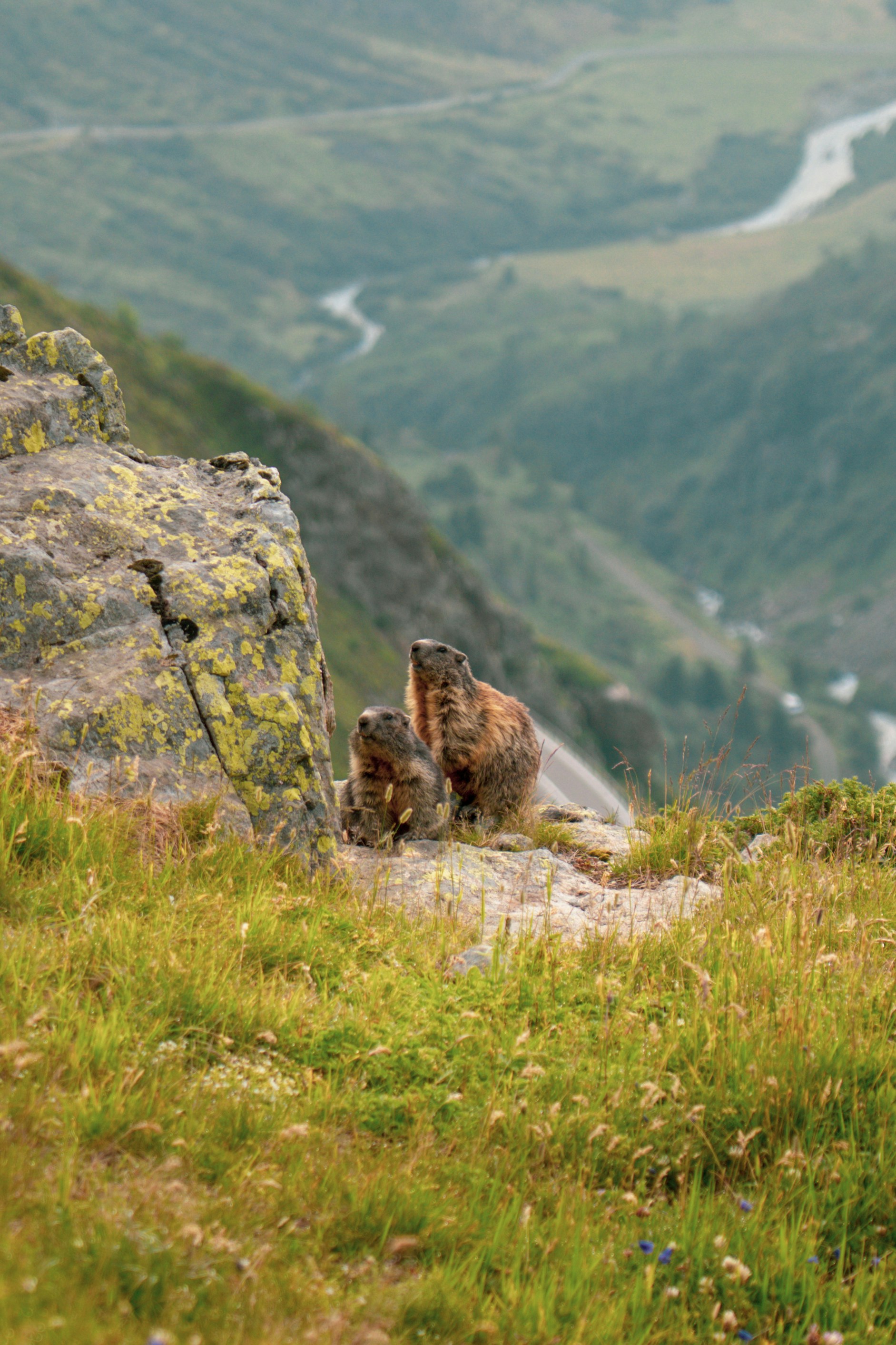 Two Marmots on a Mountain Ridge