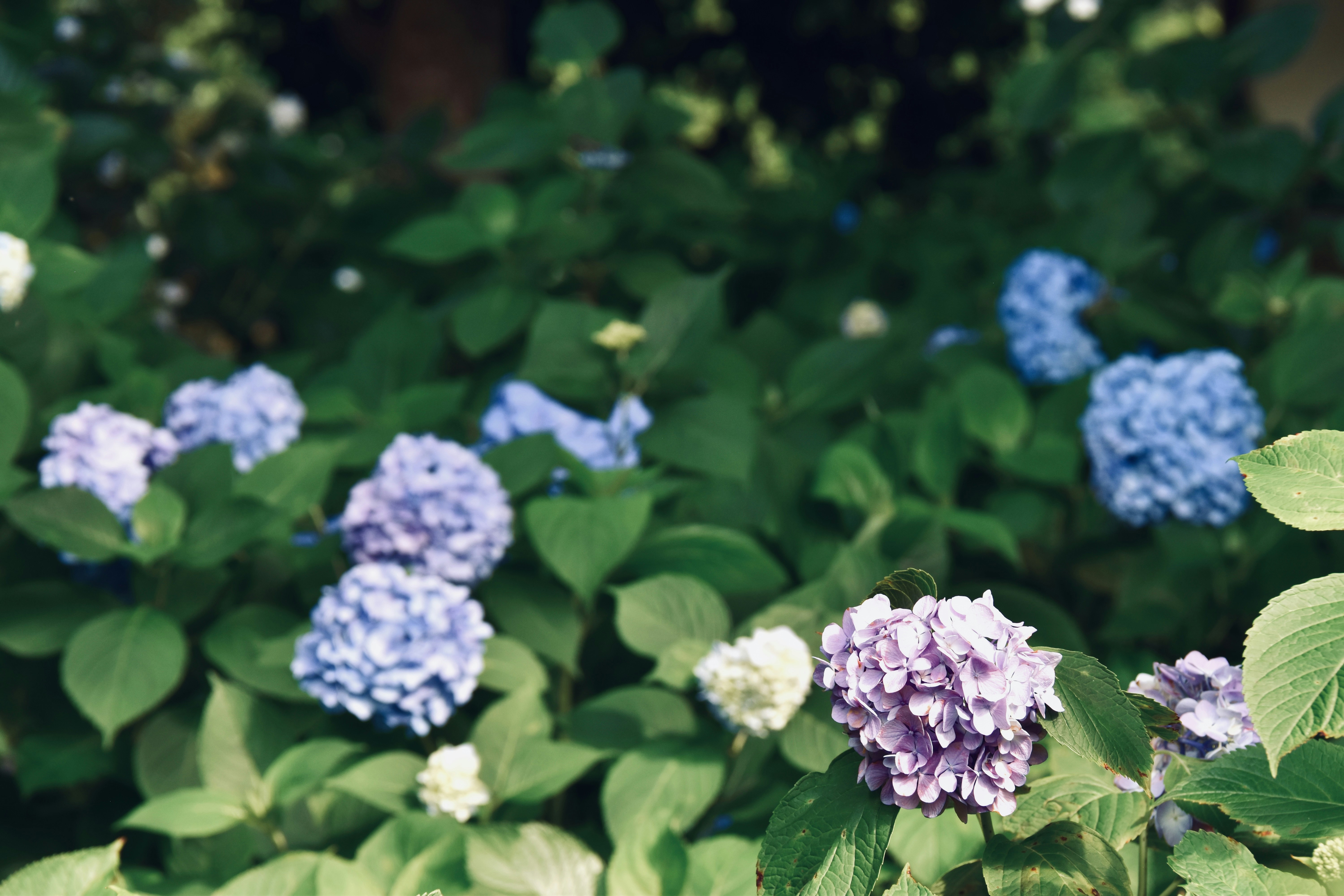 Cluster of pastel hydrangea blooms in a shaded garden, with lush green leaves forming a serene backdrop. This is a photographic capture of a plant bed with flowering clusters.