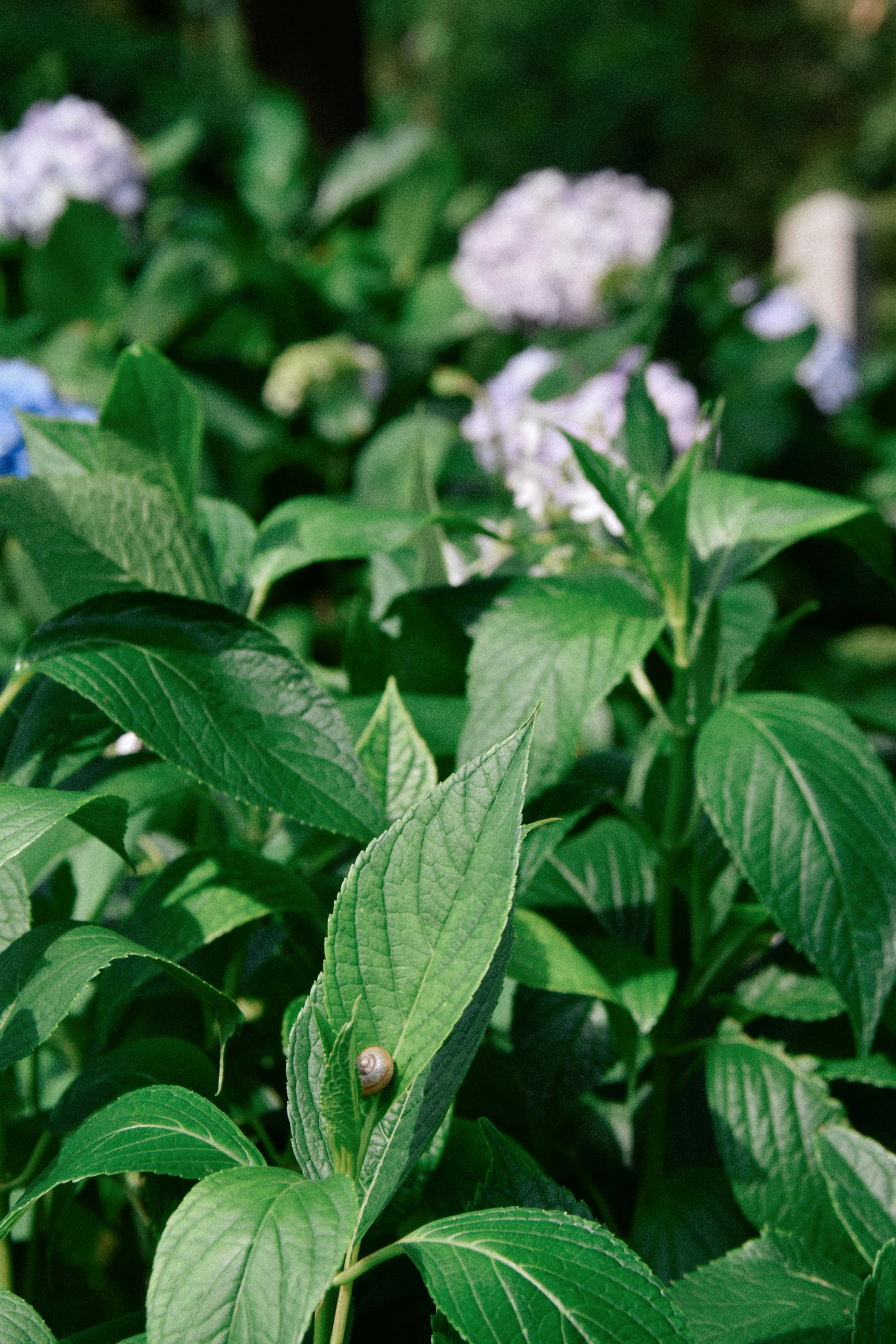 Close-up of Hydrangea Foliage with Subtle Insect Exemplar