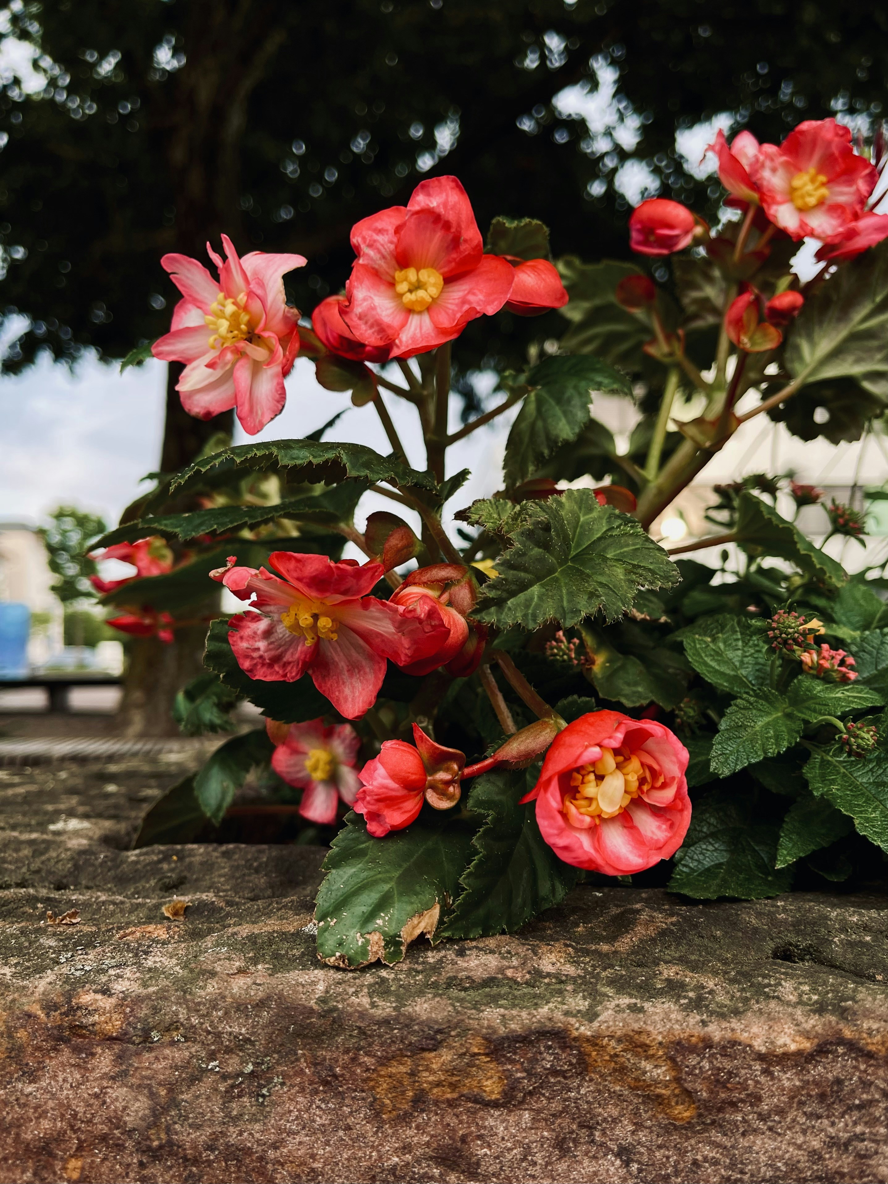 Red Camellias on a Weathered Wall