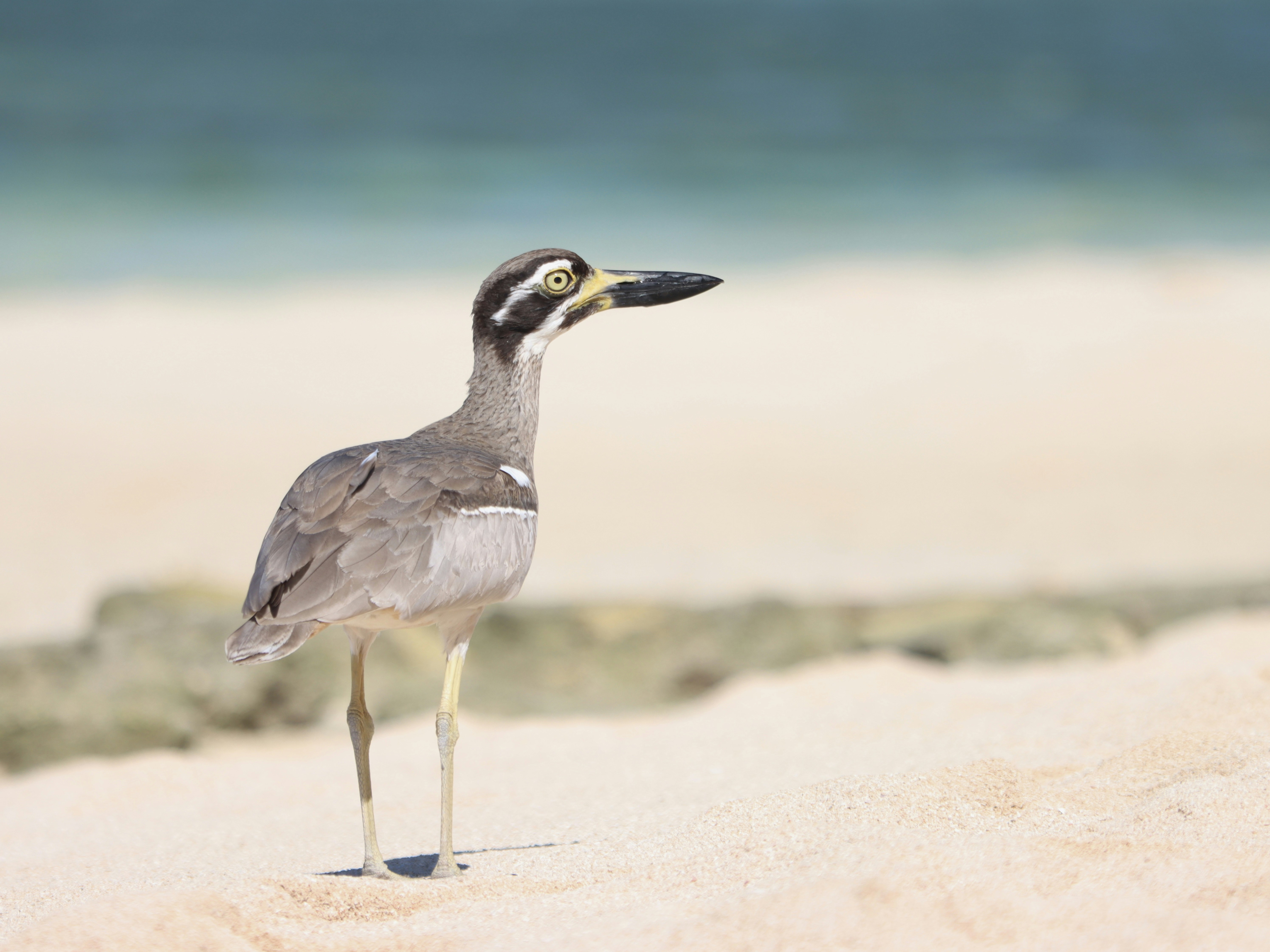Coastal Strider: a Western Black-necked Heron at the Shore