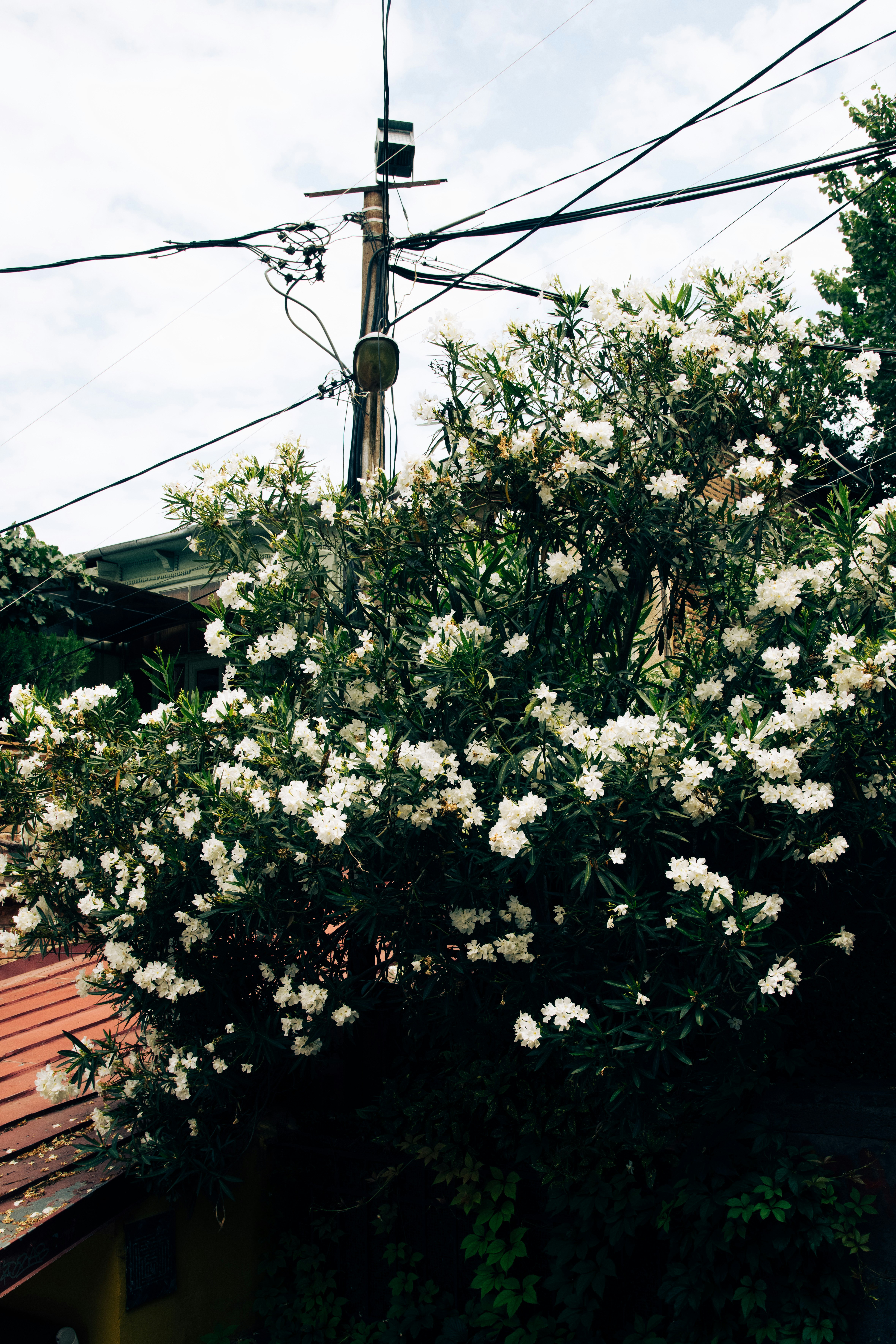 Overhanging Arbor of White Blooms Above a Quiet Suburban Roof