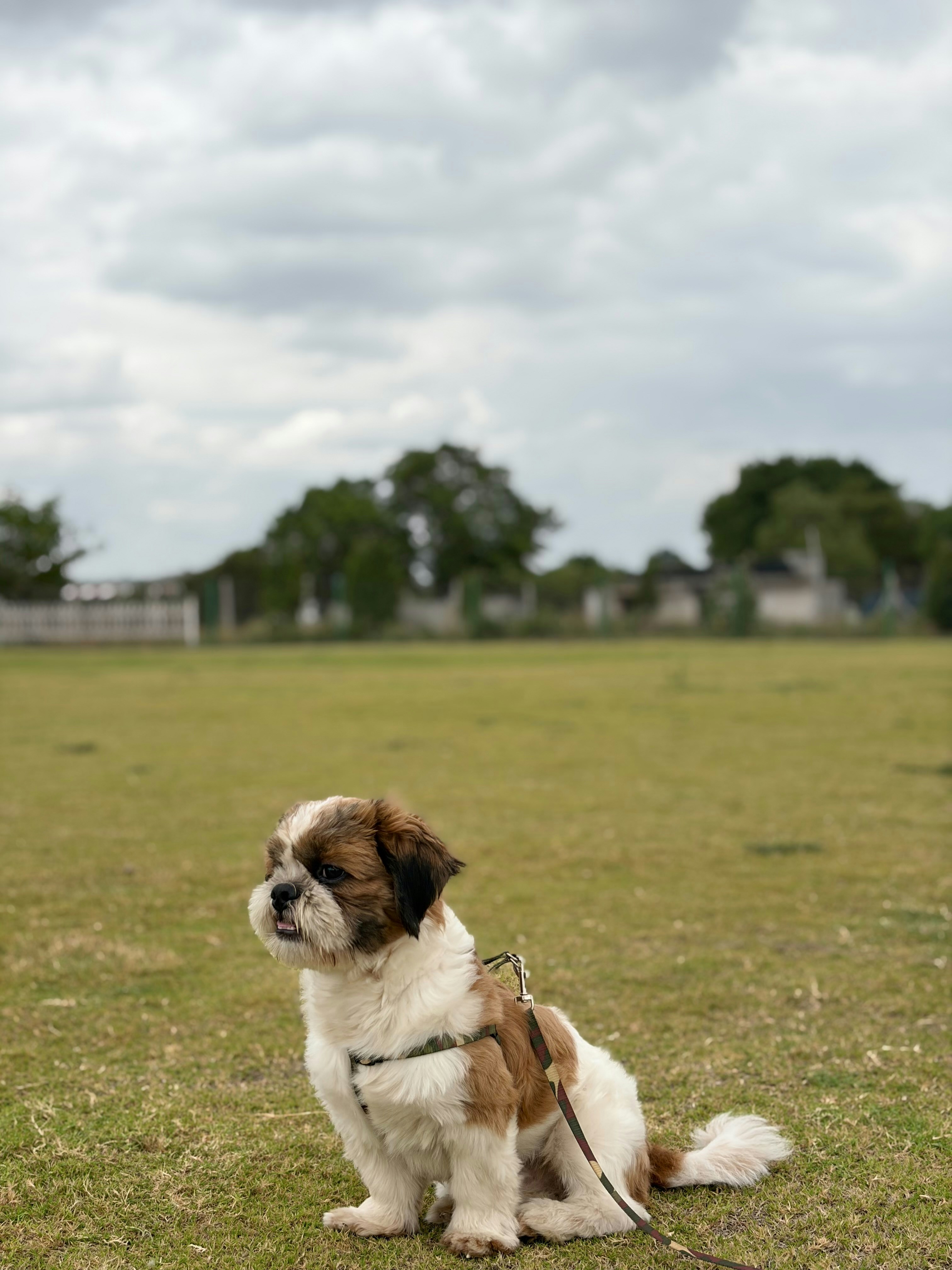 Grounded in the Field: A Small Dog Beneath Expansive Sky