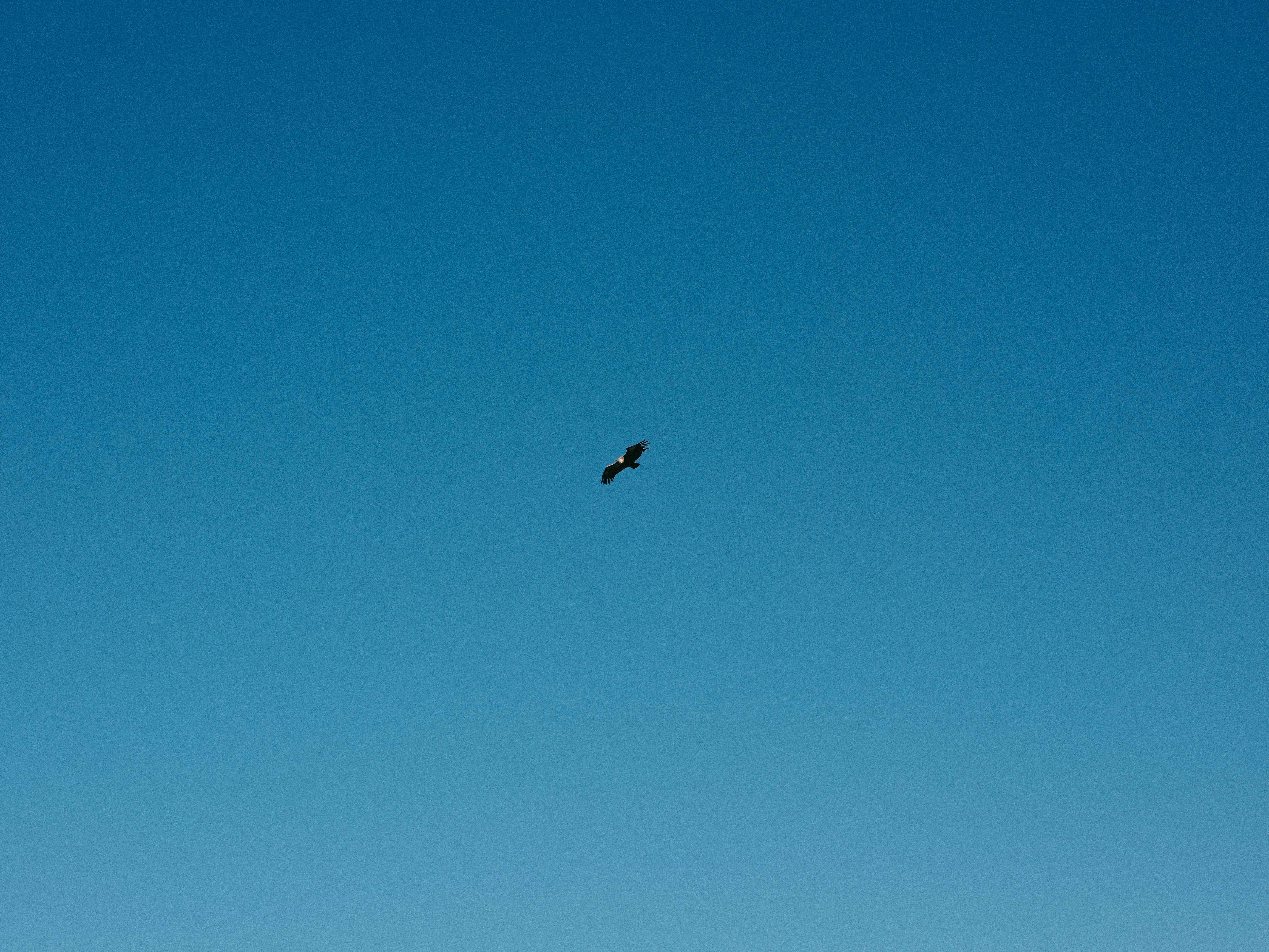 Soaring Silhouette Against a Clear Blue: A Single Bird in Freefall