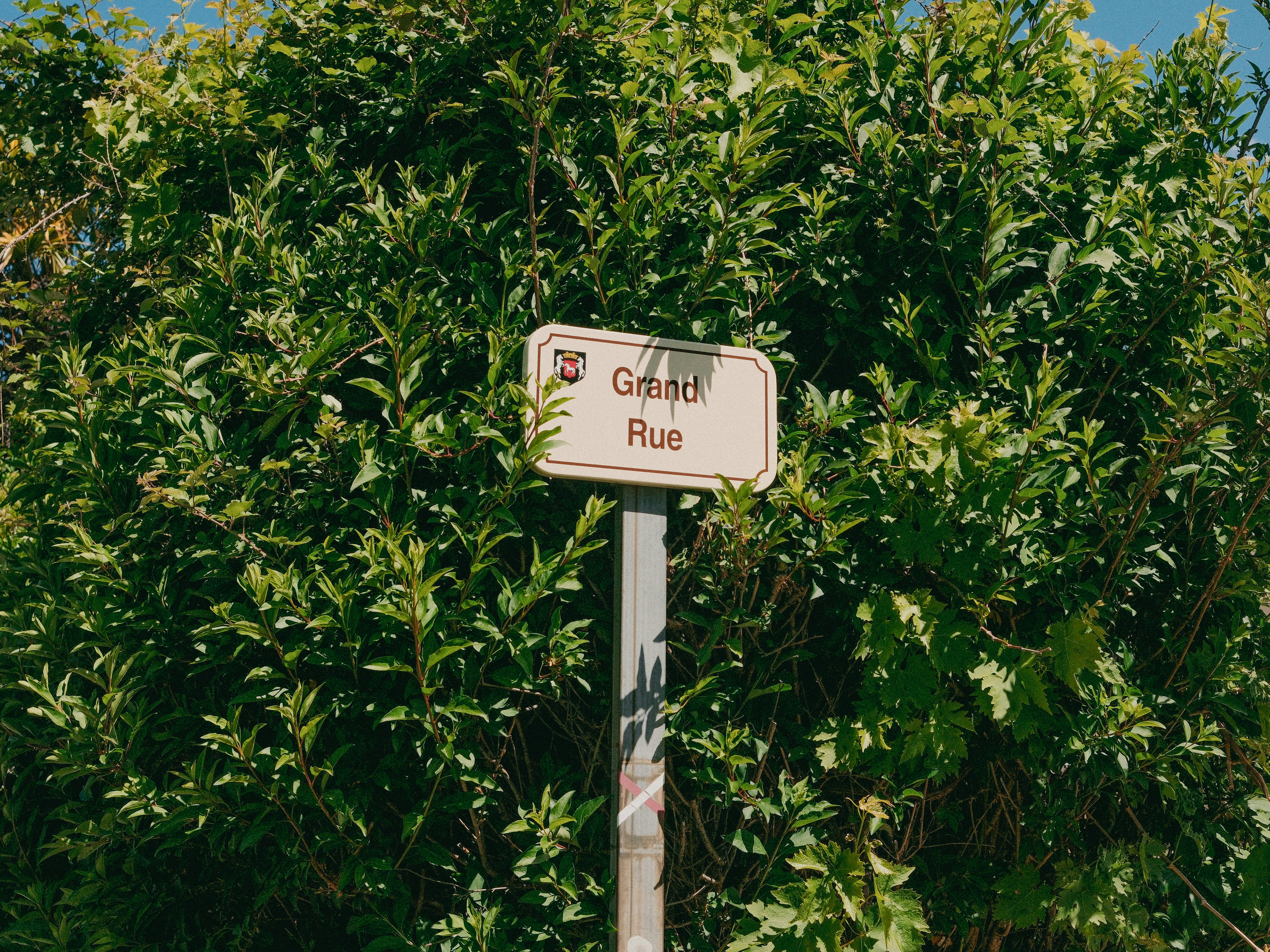 Signpost in Green Canopy on a Sunny Day