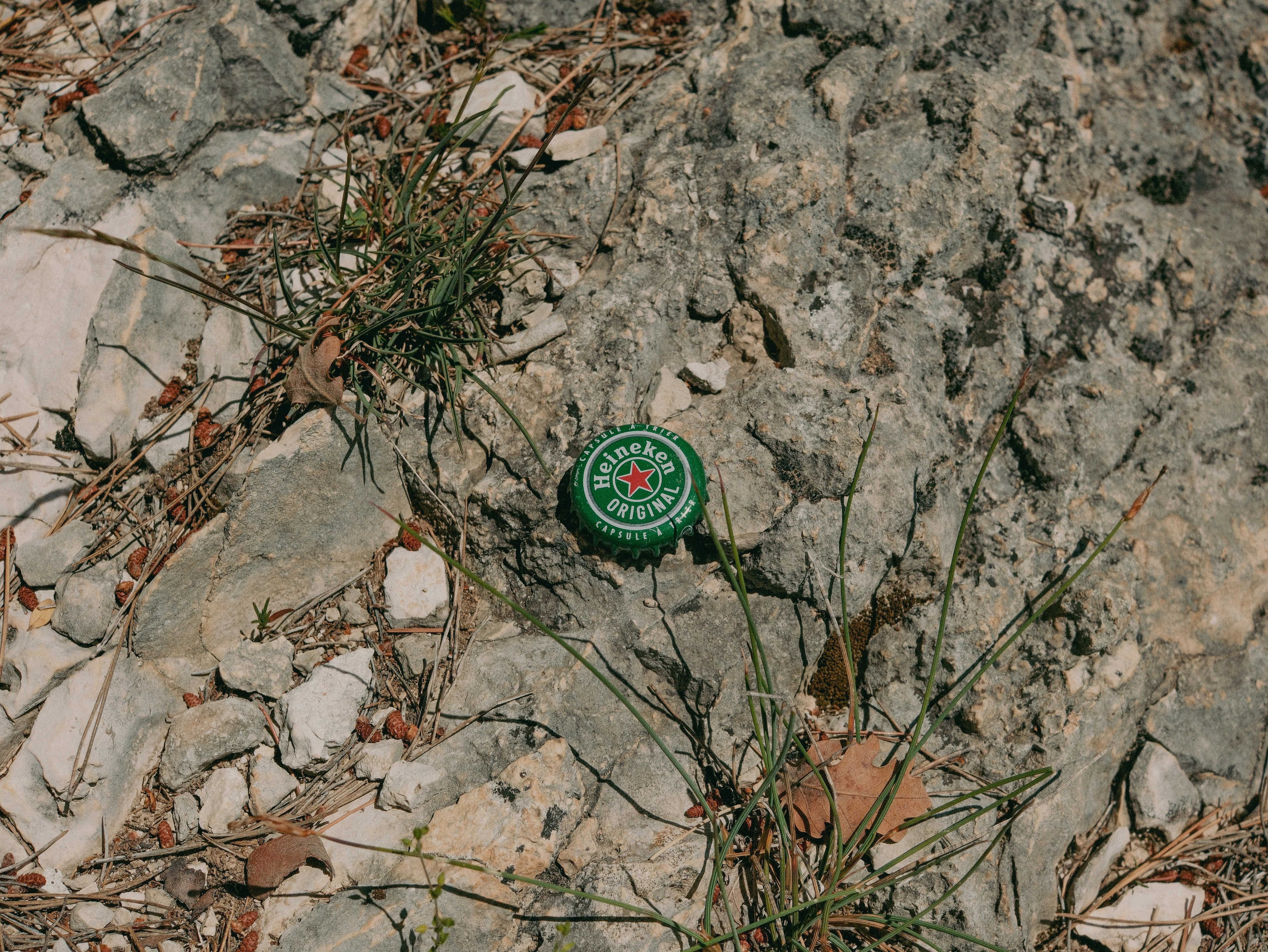 Seed of Green on Weathered Stone