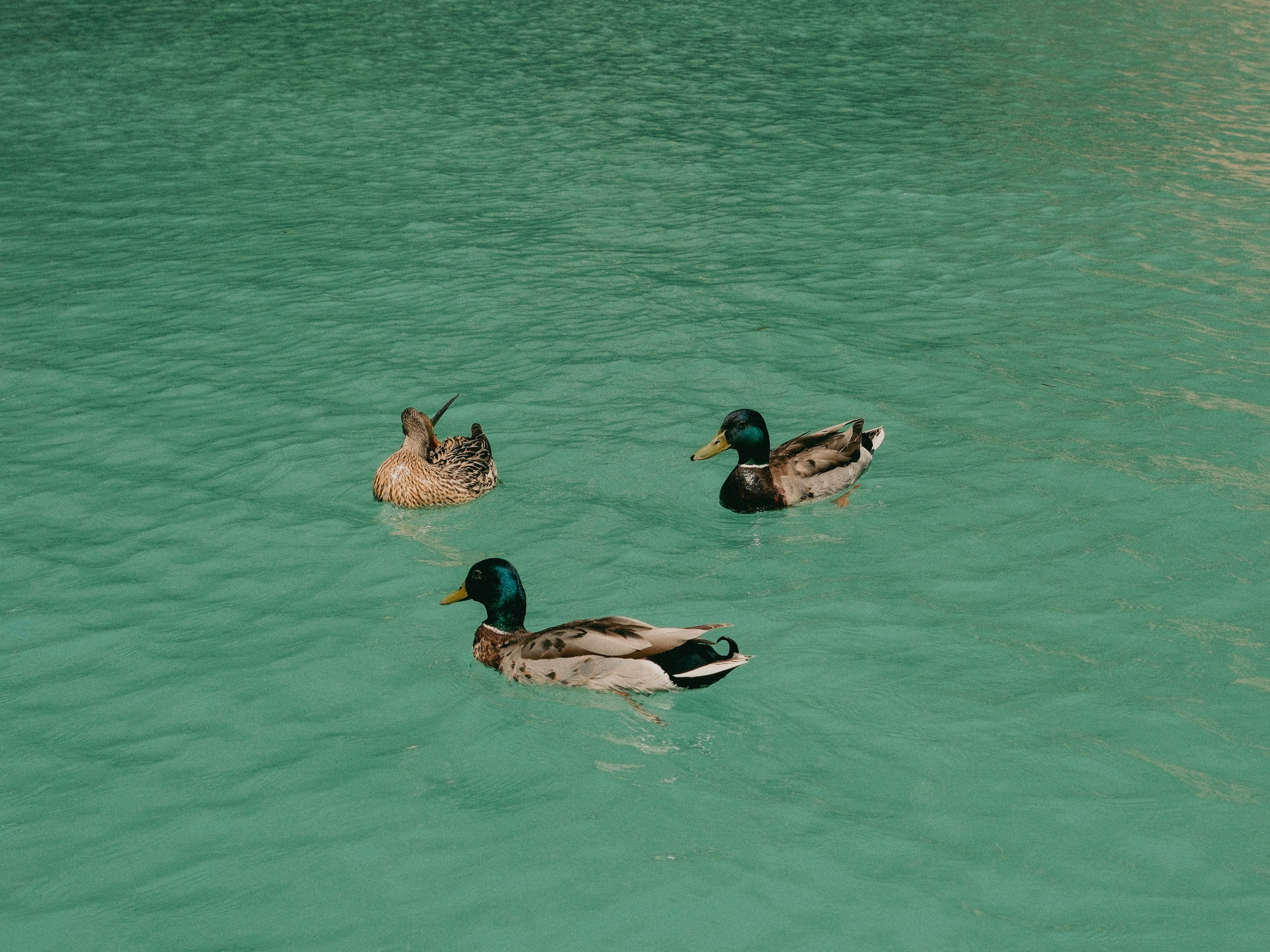 Emerald Lake Trio: Mallards Drifting Across Verdant Glass