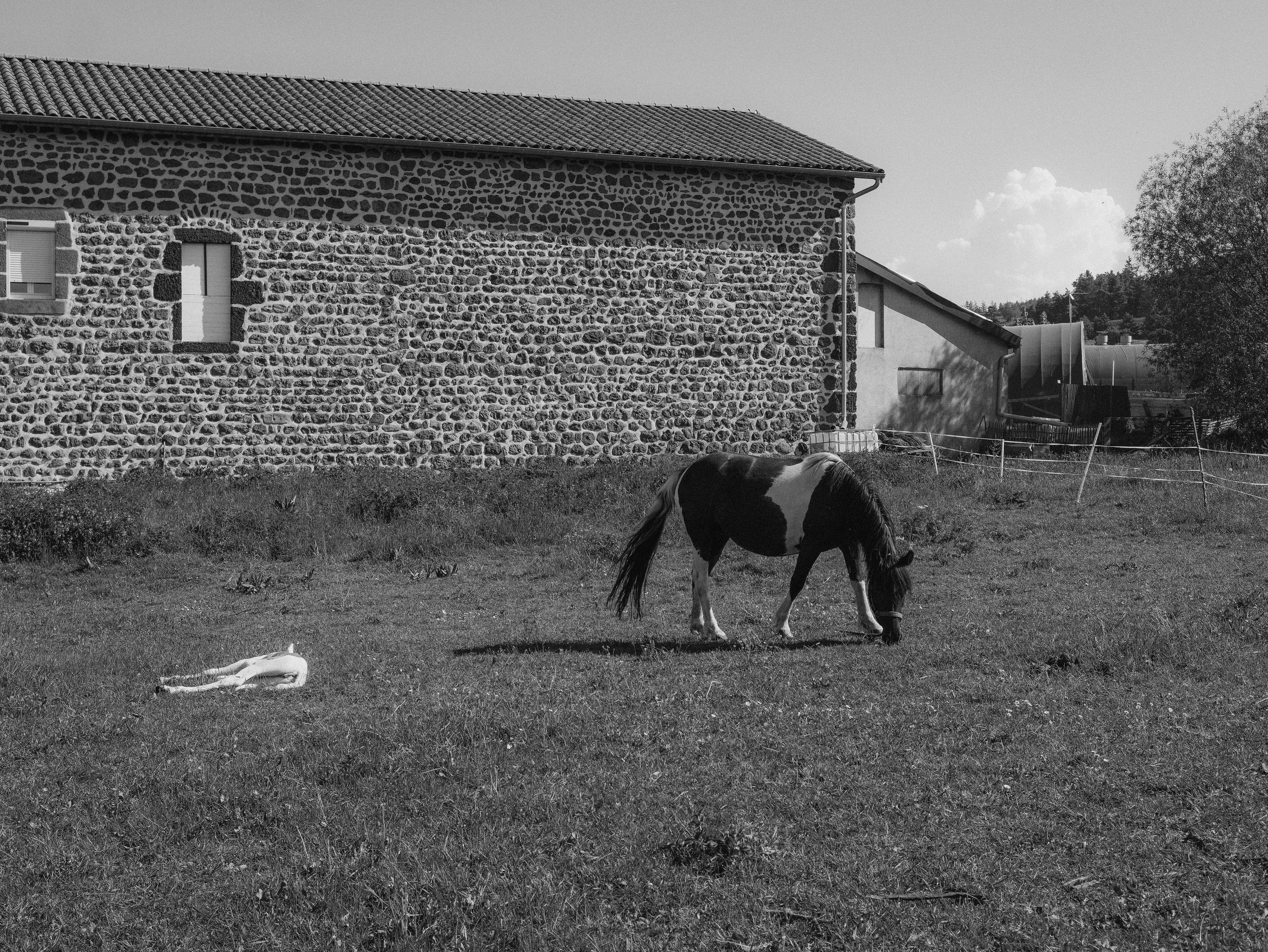 Horse in the Field by the Stone Farmhouse at Dusk