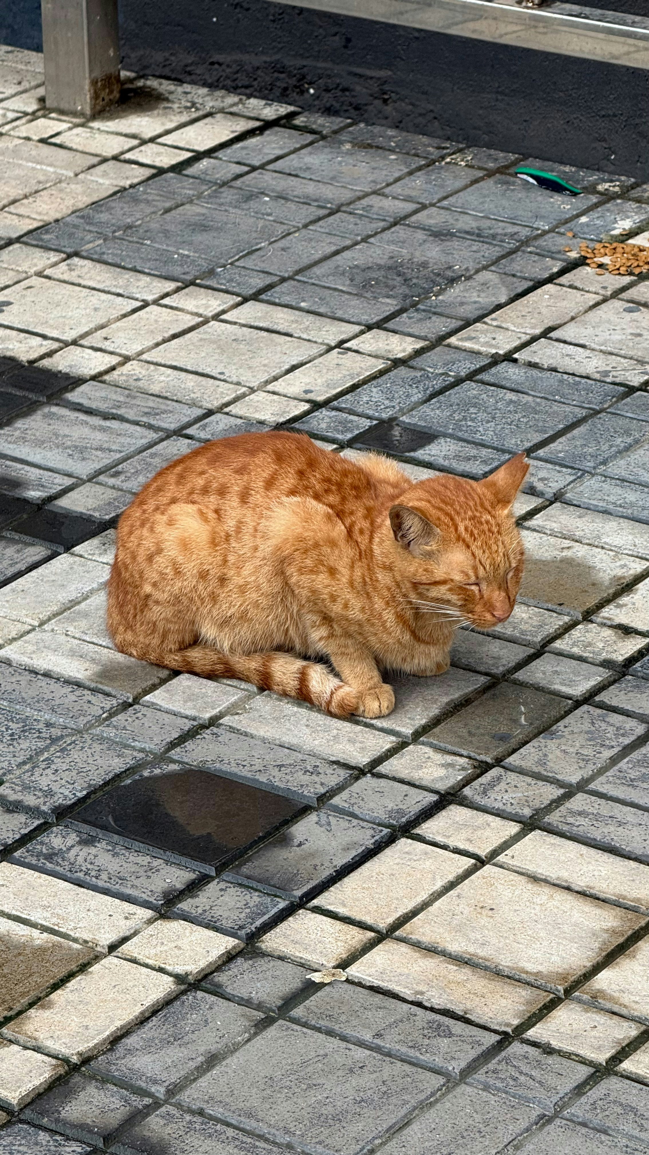 Orange tabby curled on a tiled sidewalk under a bench